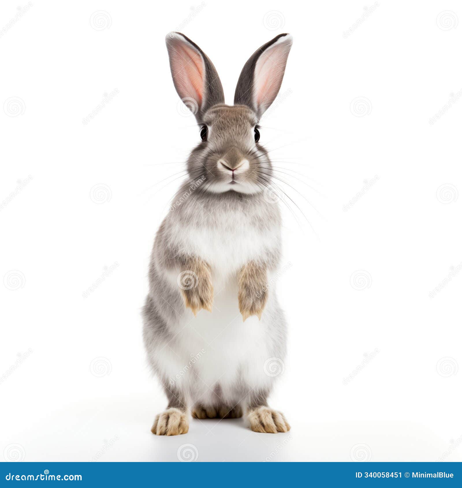 Gray Rabbit Standing Upright on White Background in a Calm and Curious ...
