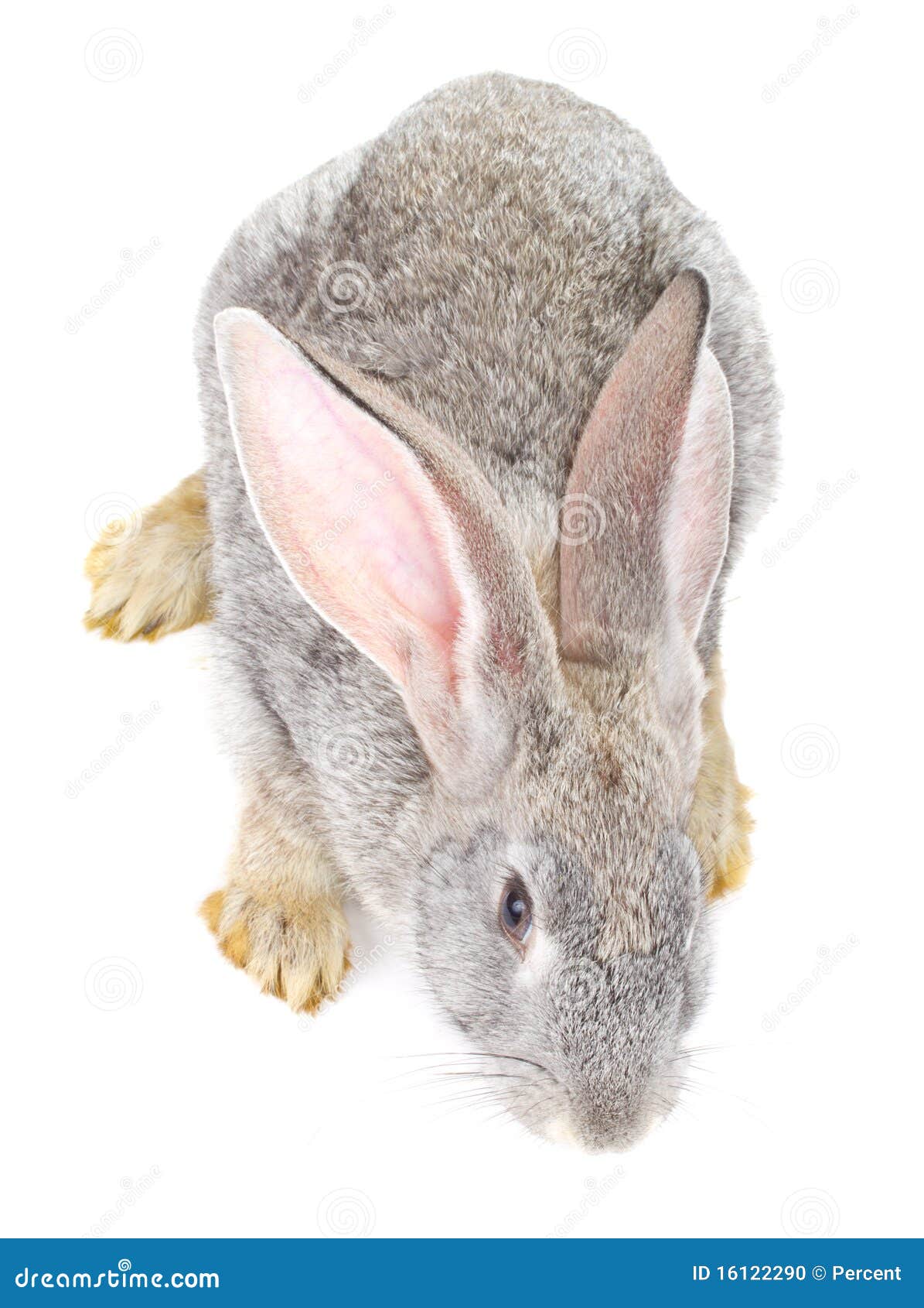 Gray Rabbit View from Above Stock Photo - Image of white, fluffy: 16122290