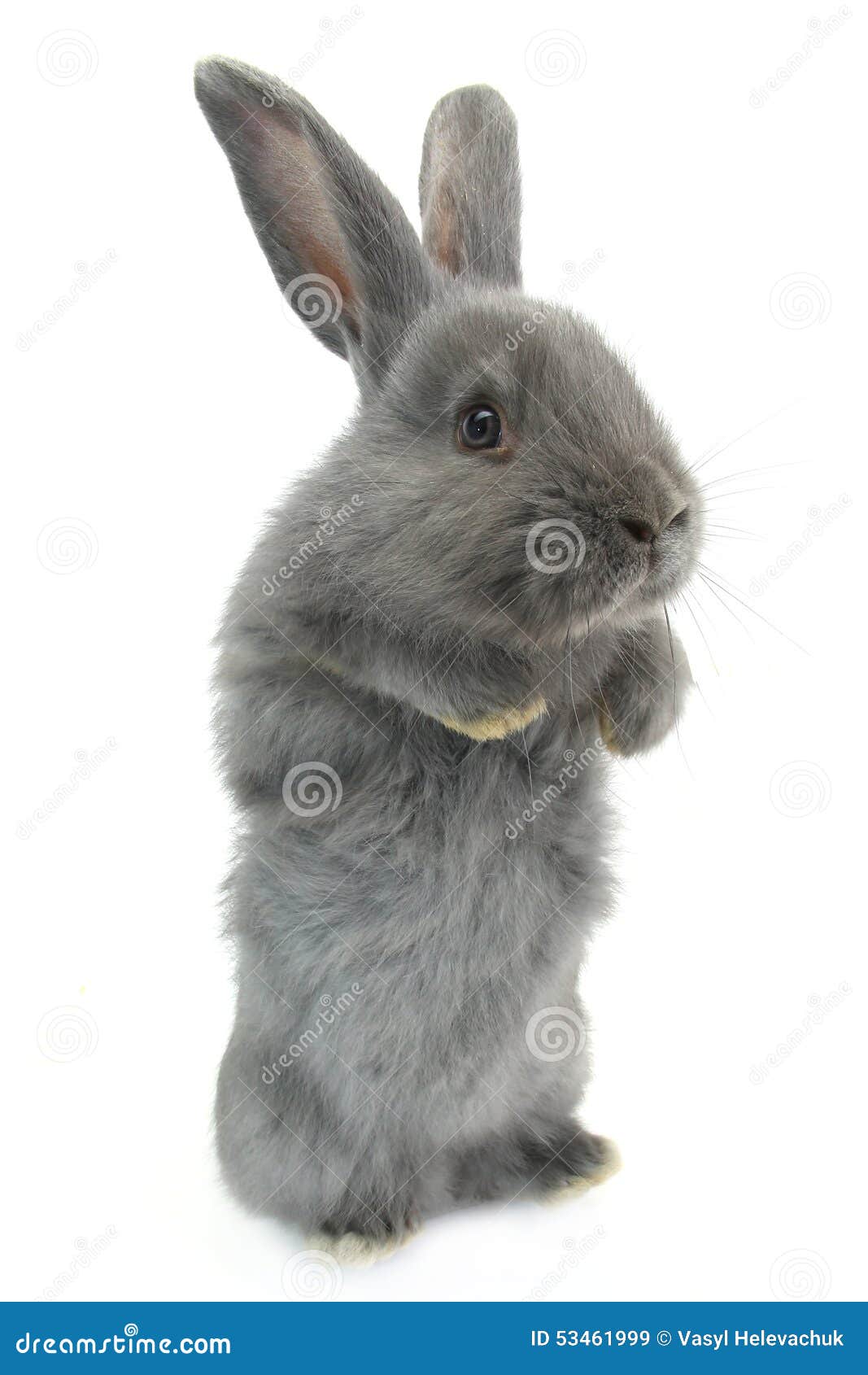 Gray rabbit stock image. Image of studio, grey, farm - 53461999
