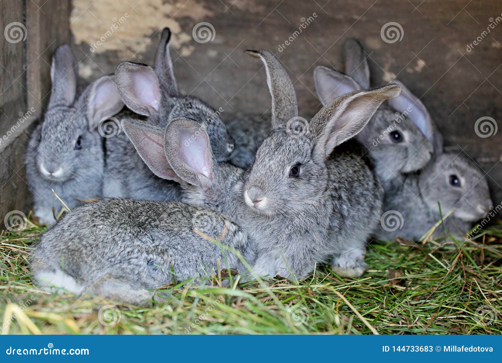 Gray rabbits on farm stock image. Image of group, cute - 144733683