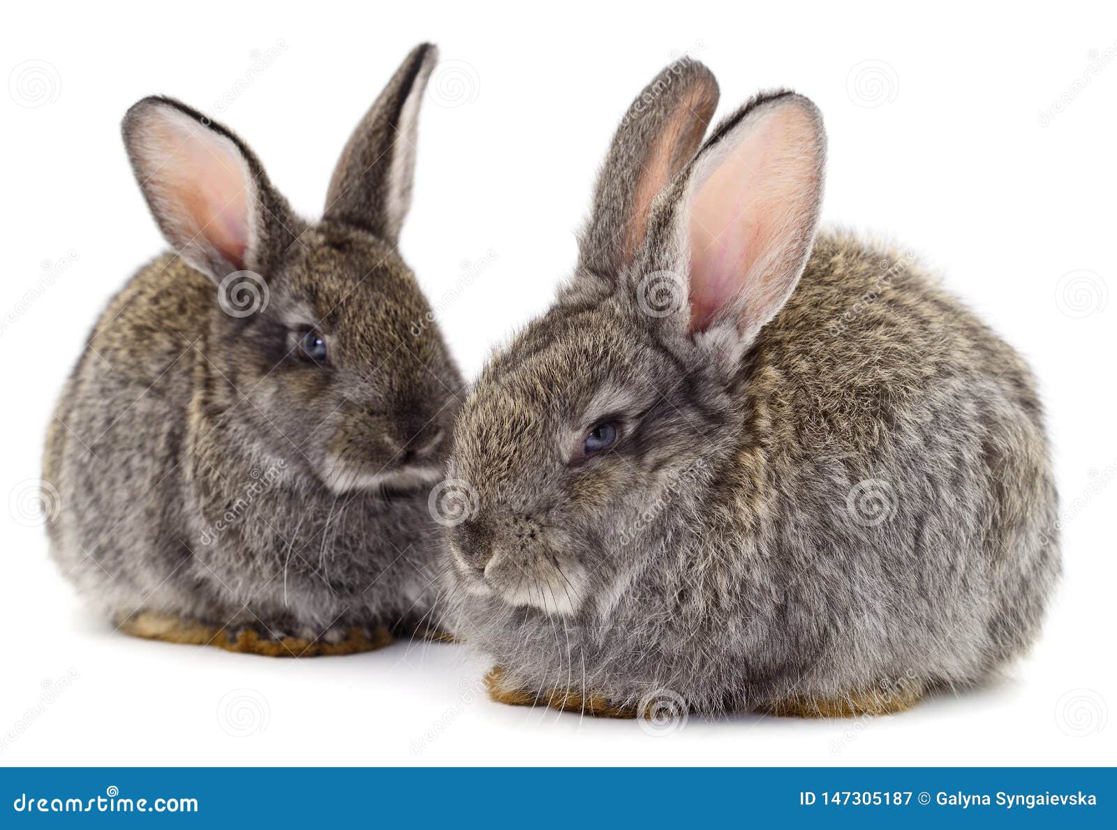 Gray rabbits isolated stock image. Image of close, tame - 147305187