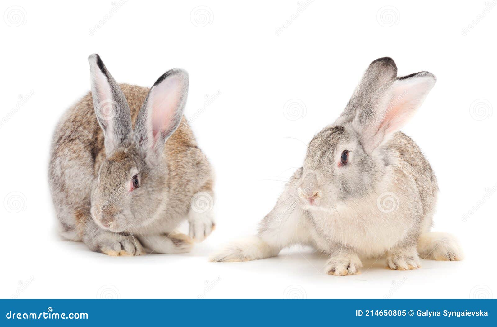 Gray rabbits isolated stock image. Image of single, hare - 214650805