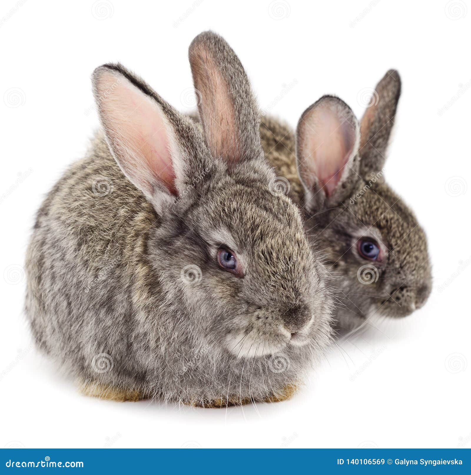 Gray rabbits isolated stock image. Image of rabbit, white - 140106569