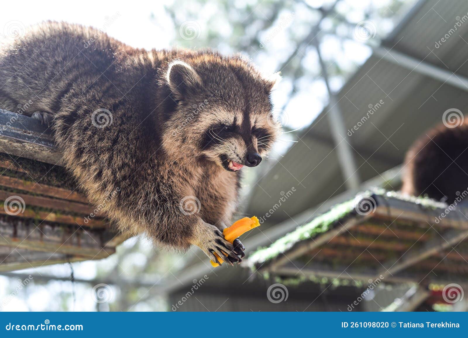 Gray Raccoon Eating Apple Close Up Stock Photo - Image of brown, animal ...