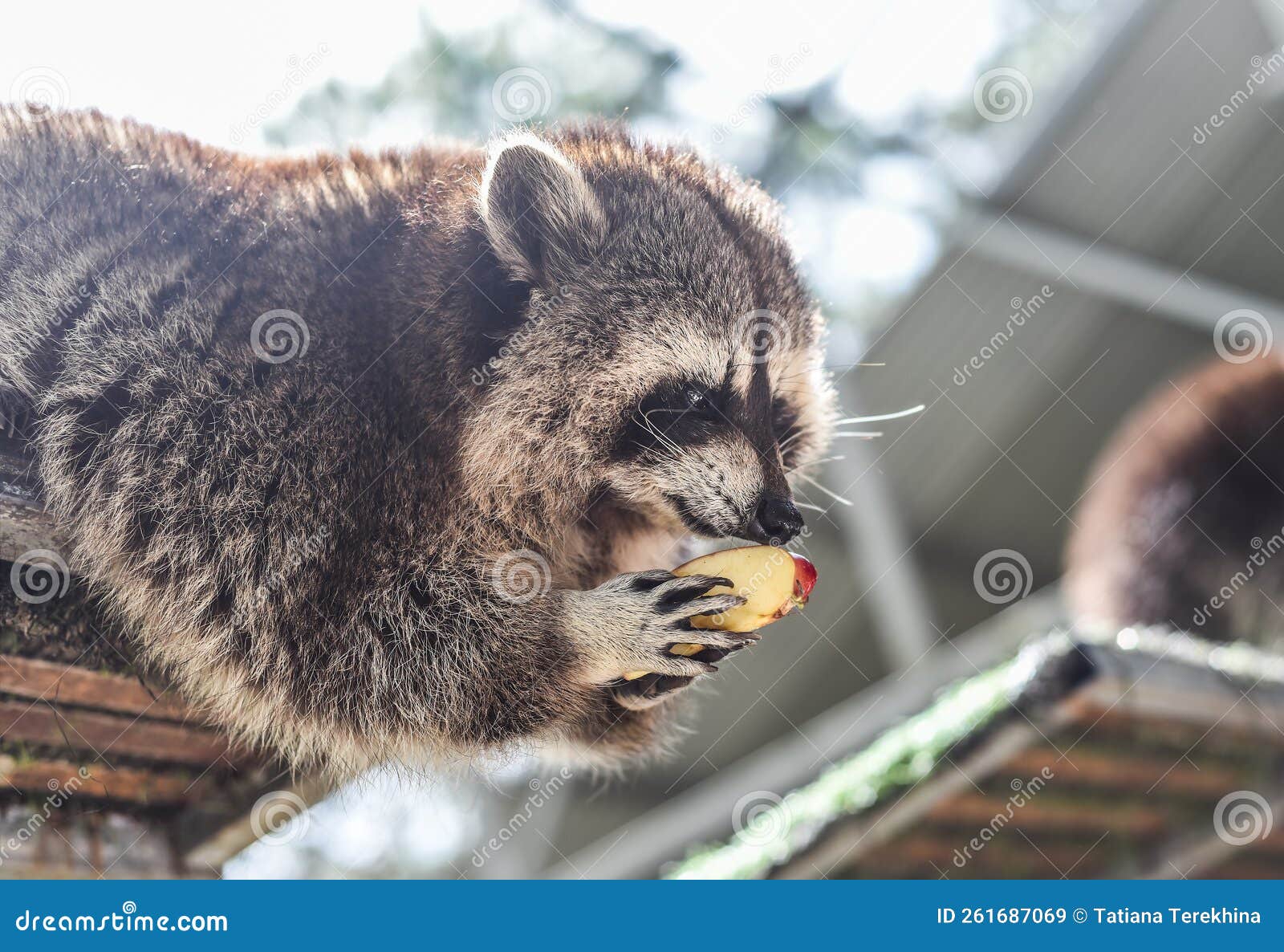Gray Raccoon Eating Apple Close Up Stock Image - Image of space ...