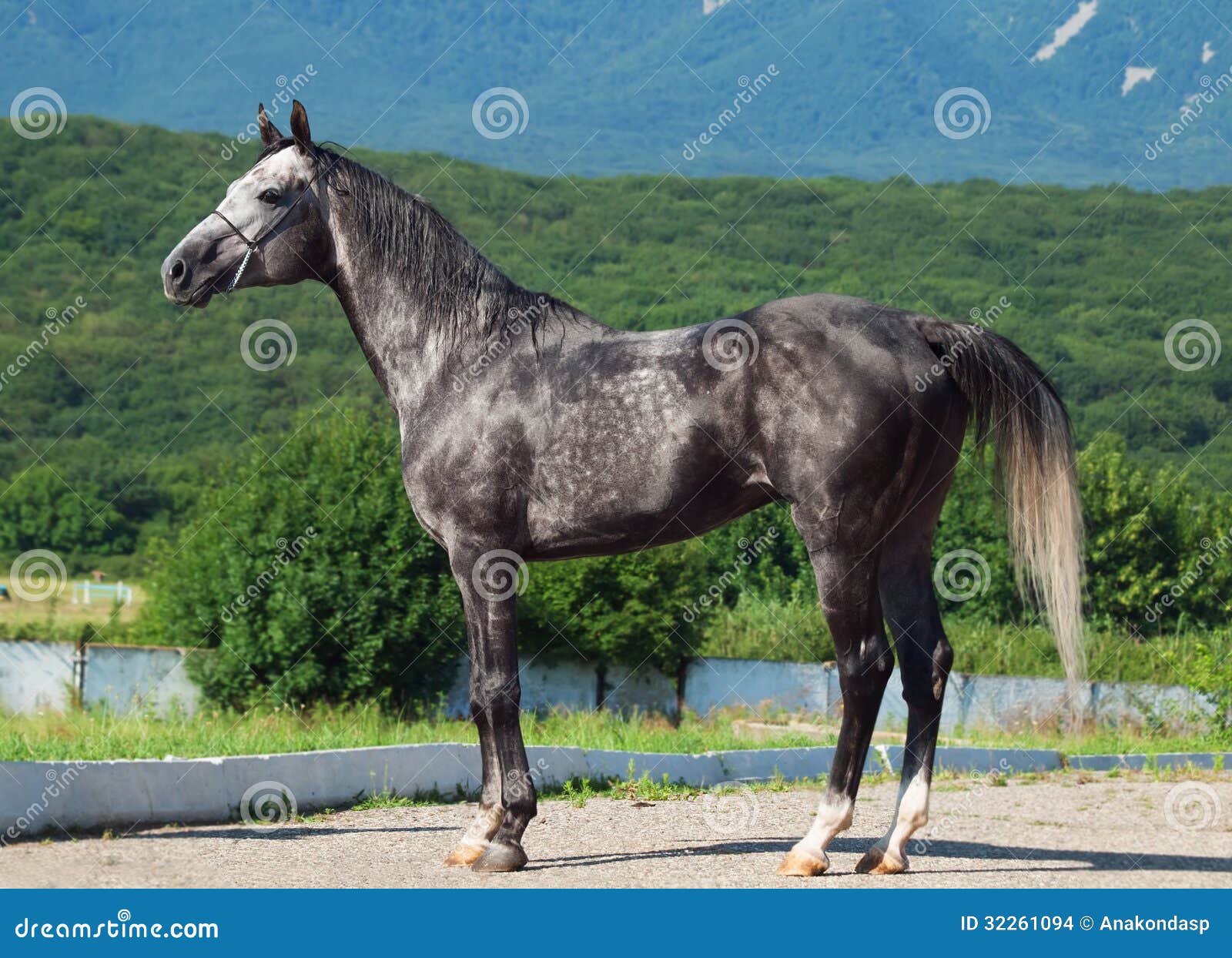 Gray Racing Arabian Stallion Stock Photo - Image of horse, skies: 32261094