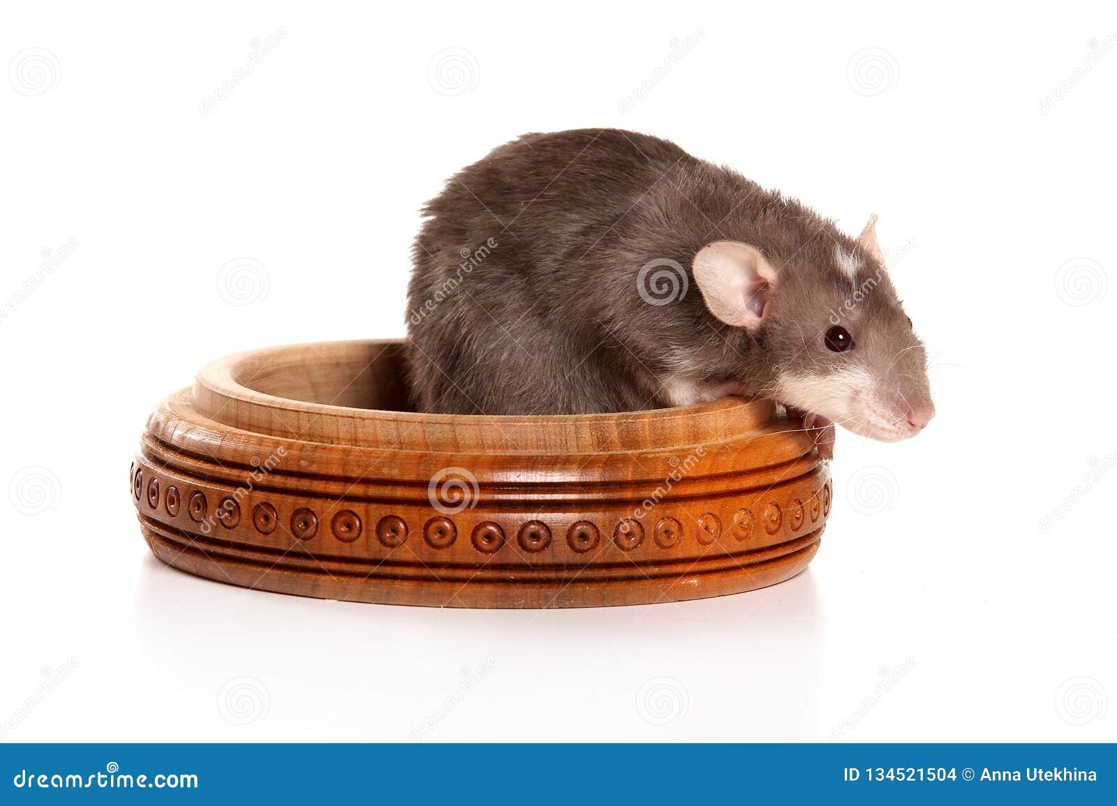 Gray rat in box stock photo. Image of horoscope, white - 134521504