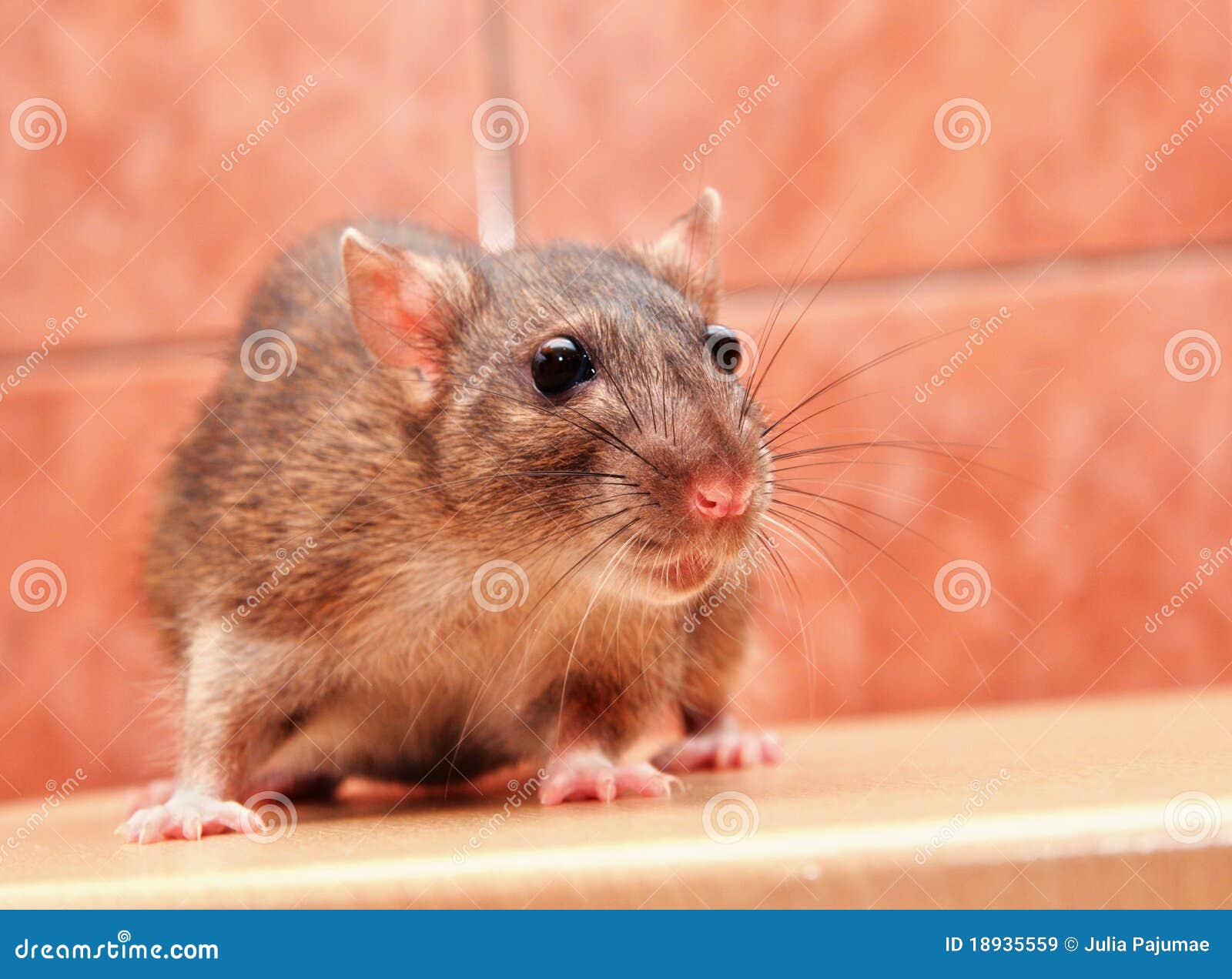 Gray rat closeup stock image. Image of cute, mouse, brown - 18935559