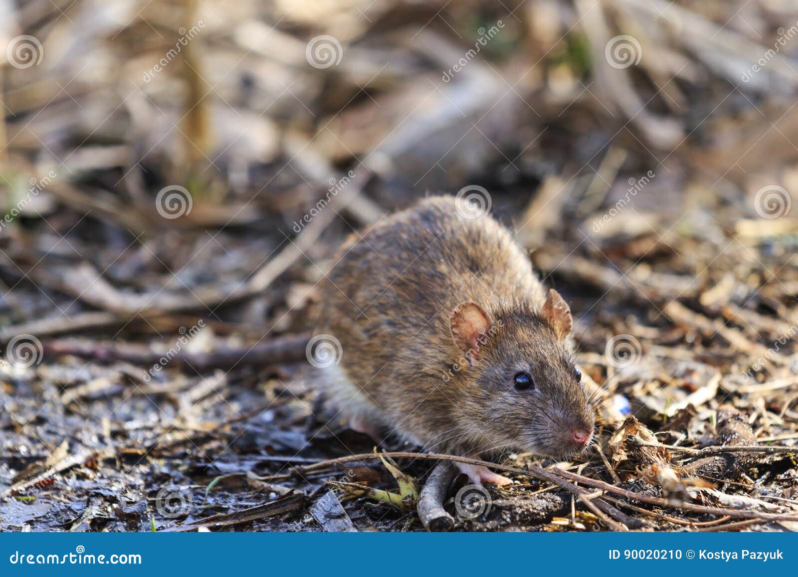 Gray Rat with Cute Muzzle of Rubbish Stock Photo - Image of cityrats ...