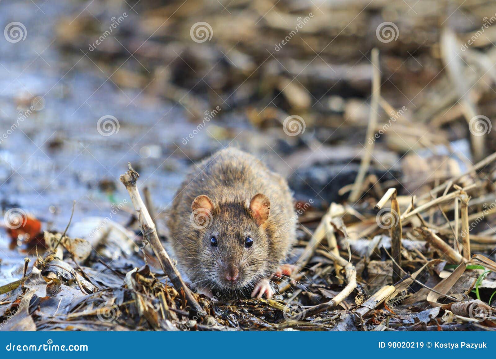 Gray rat with cute muzzle stock image. Image of animal - 90020219