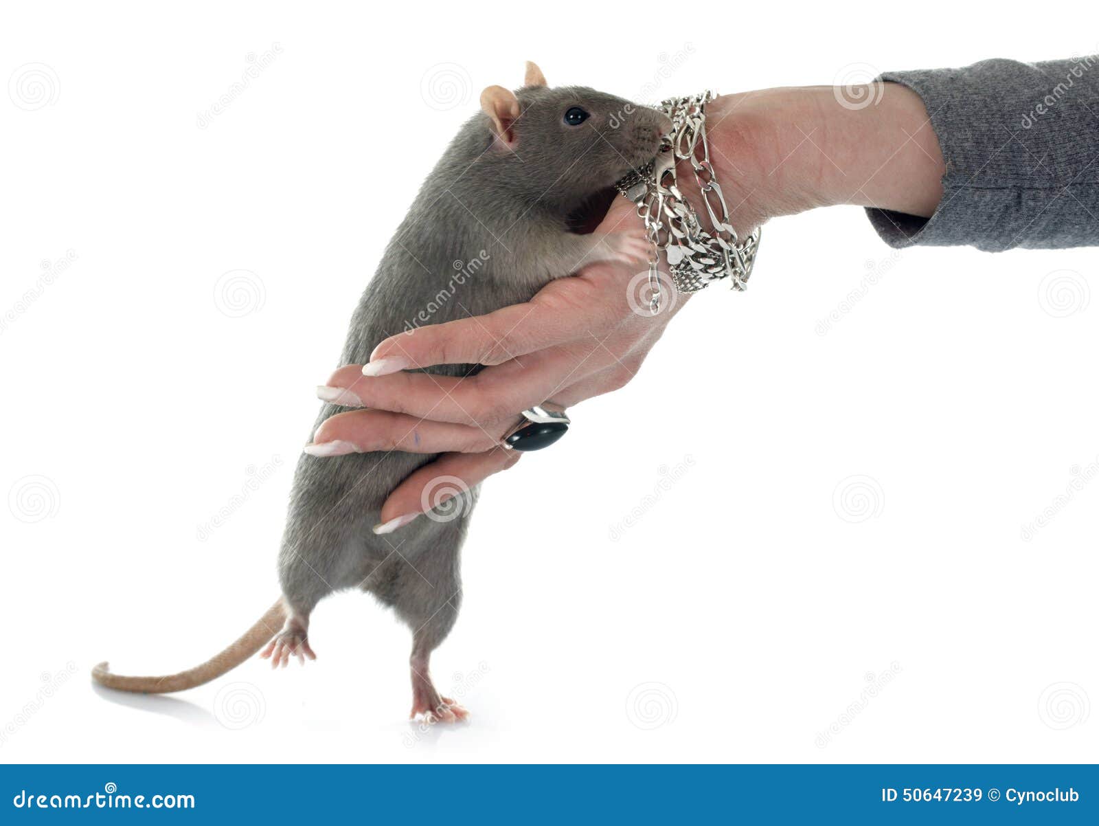 Gray rat stock image. Image of rodent, animal, owner - 50647239