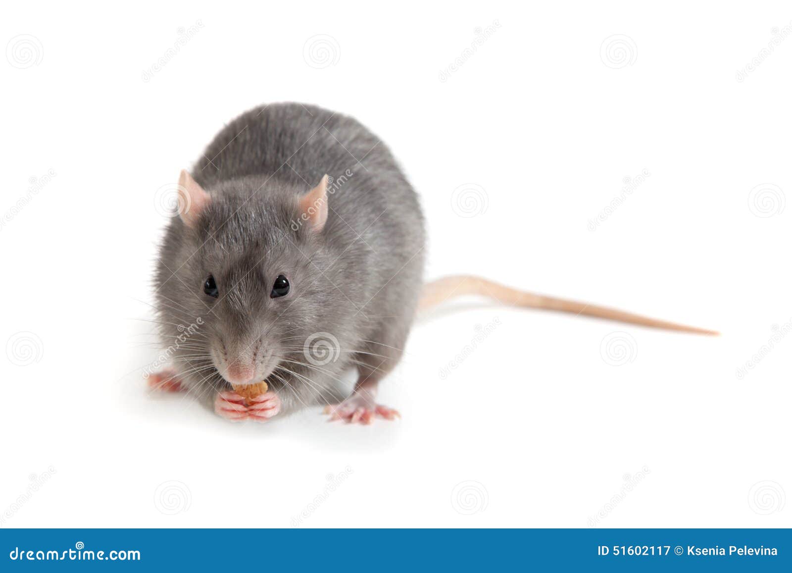 Gray Rat Isolated on White Background Stock Image - Image of hair ...