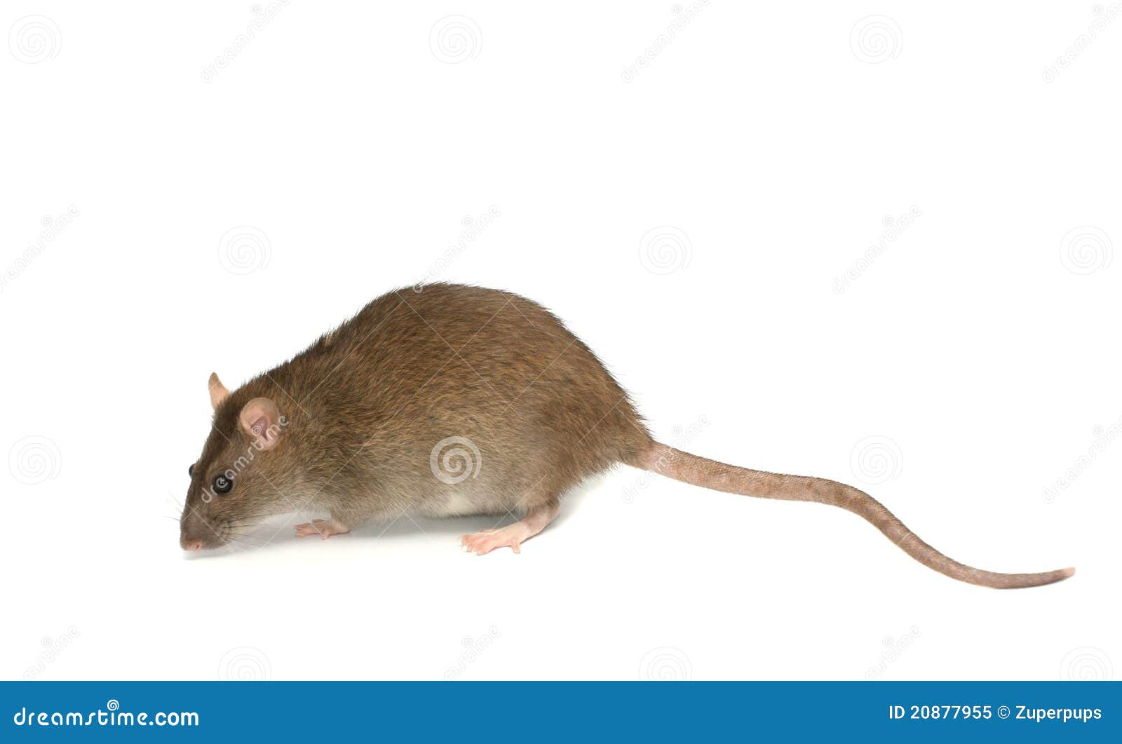 Long Tailed Rat
