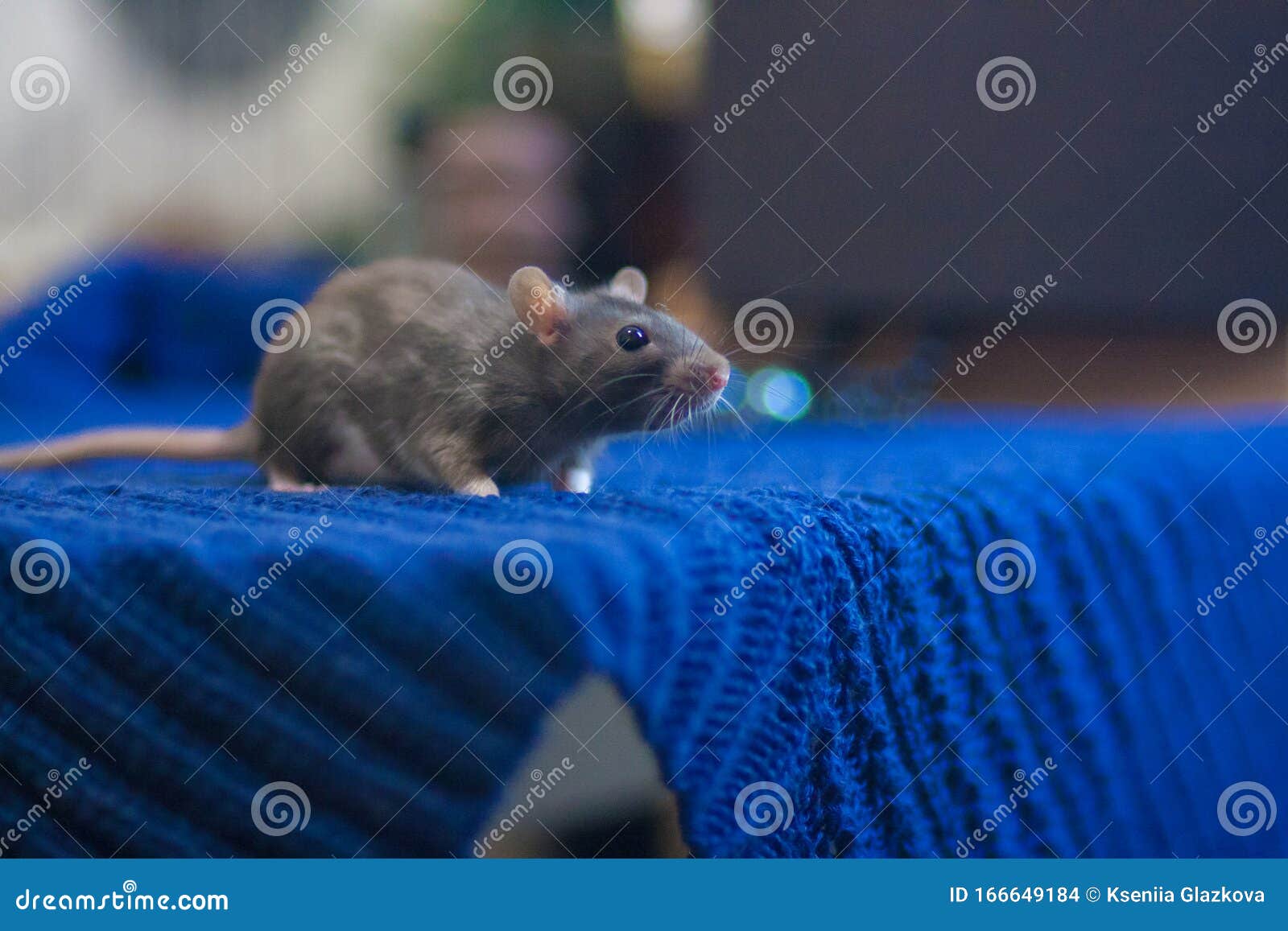 The Gray Rat is Looking Forward. Symbol Stock Photo - Image of network ...