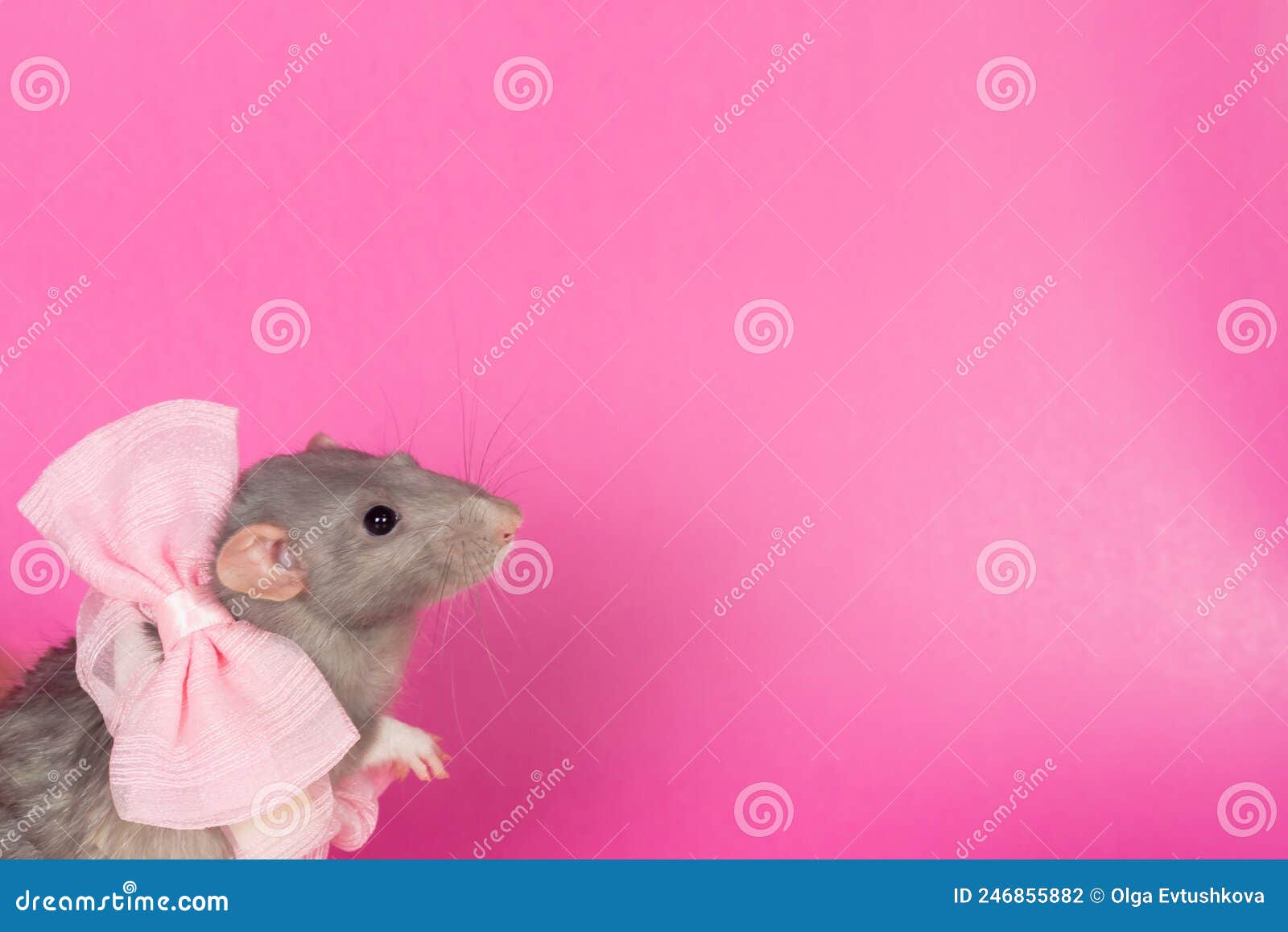 Gray Rat on a Pink Background with a Pink Bow for a Holiday Stock Photo ...