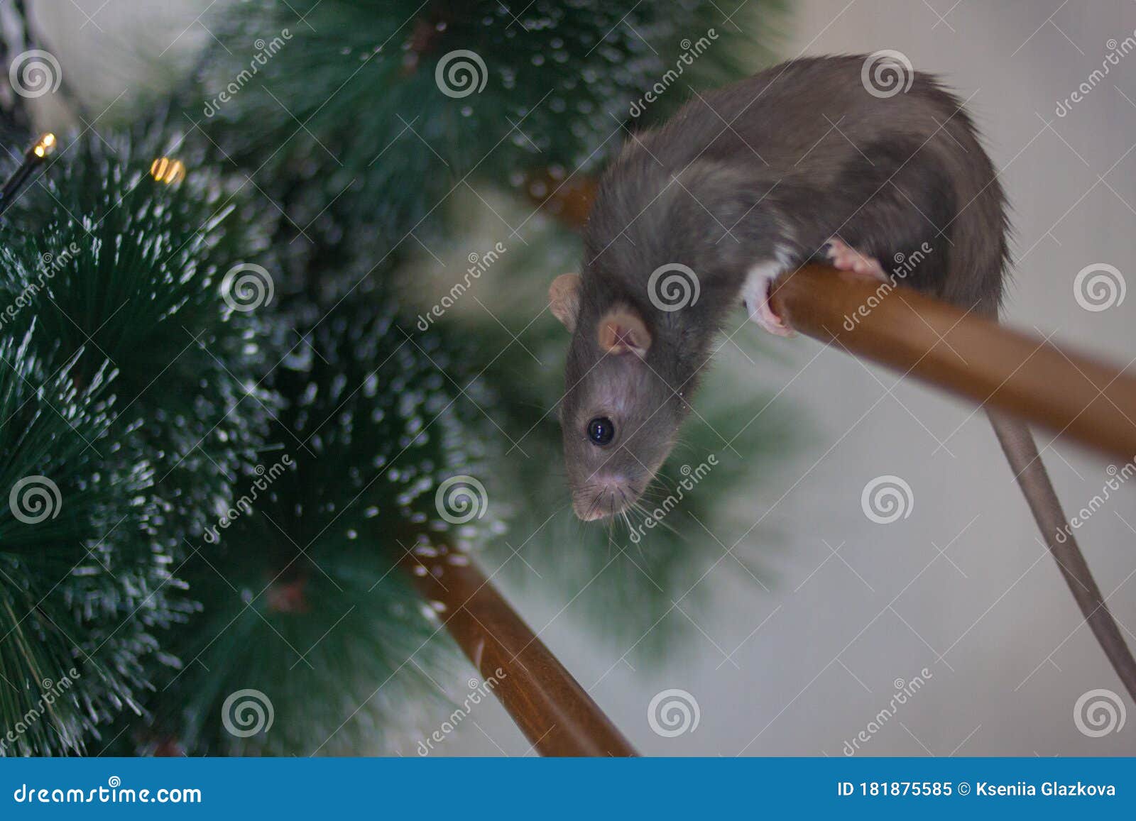 The gray rat rises up the stock image. Image of carrier - 181875585