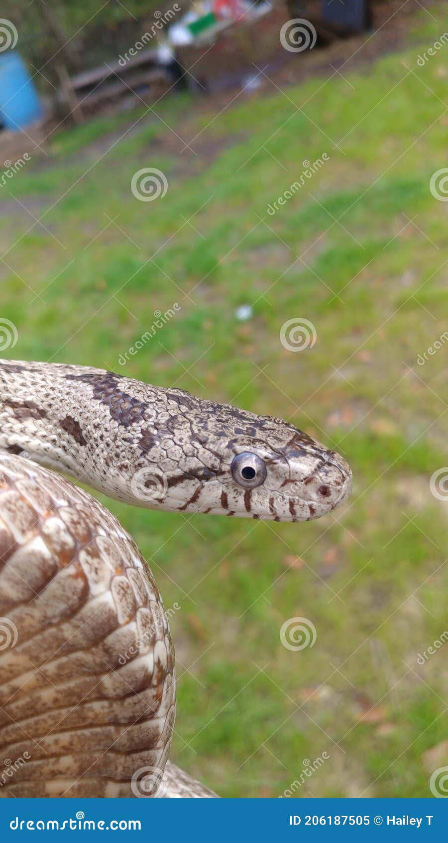 Gray rat snake stock image. Image of nature, gray, snake - 206187505