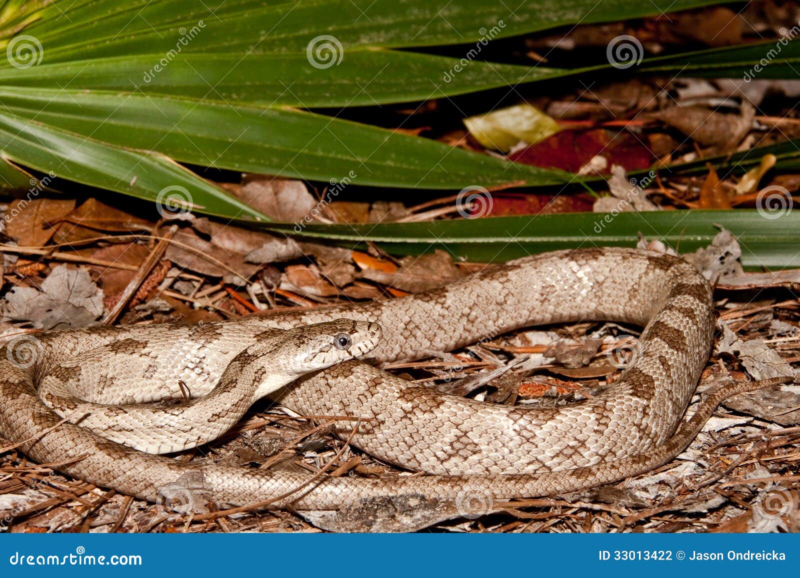 Gray Rat Snake stock photo. Image of cute, ecology, blending - 33013422