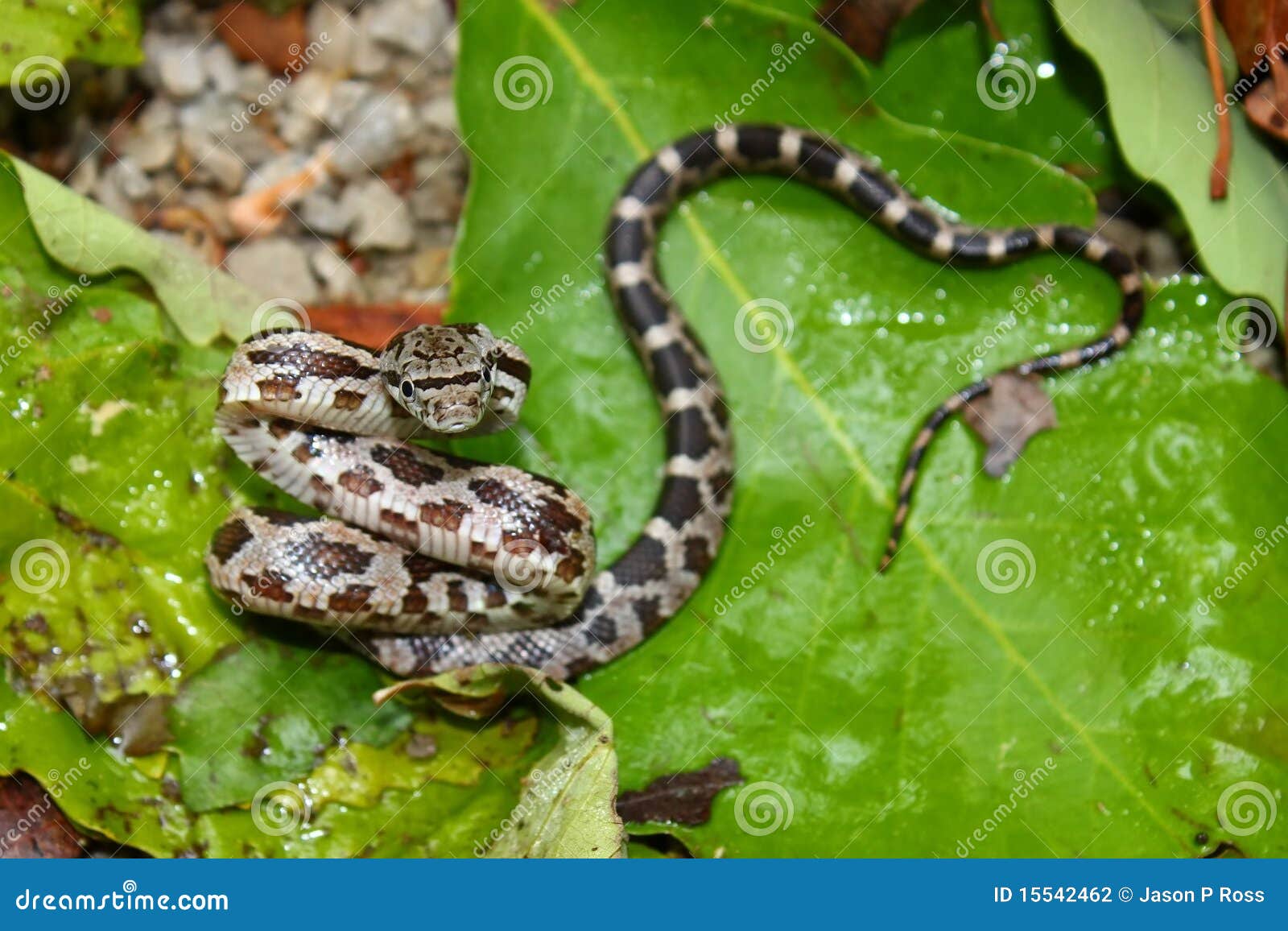 Gray Rat Snake (Elaphe Obsoleta) - Alabama Stock Photography - Image ...