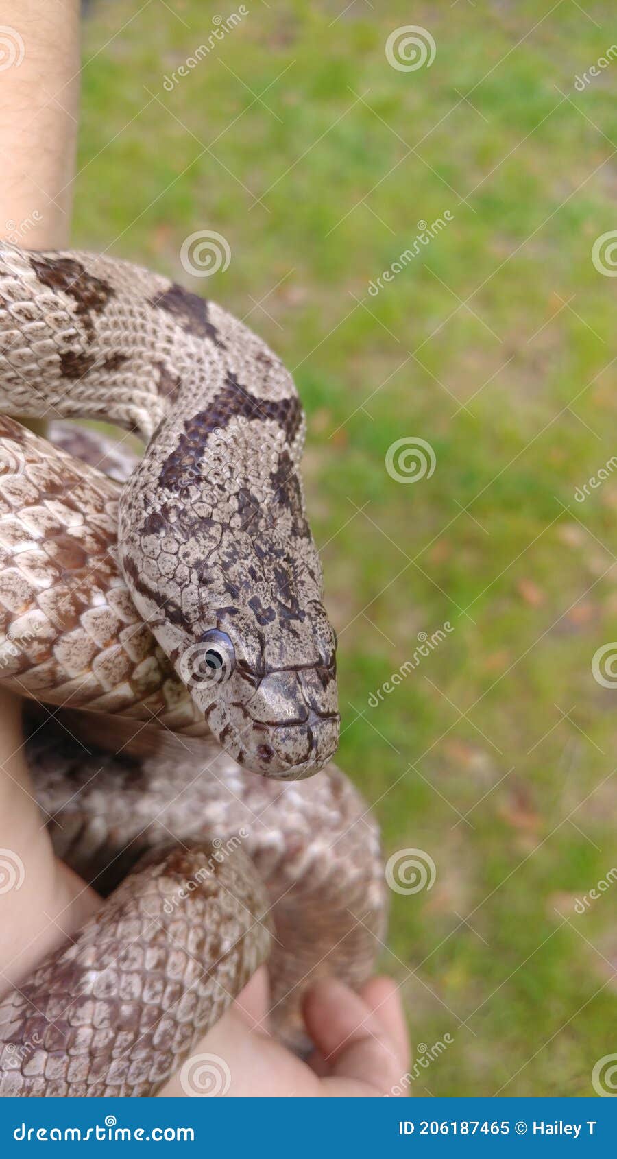 Gray rat snake stock image. Image of nature, gray, snake - 206187465