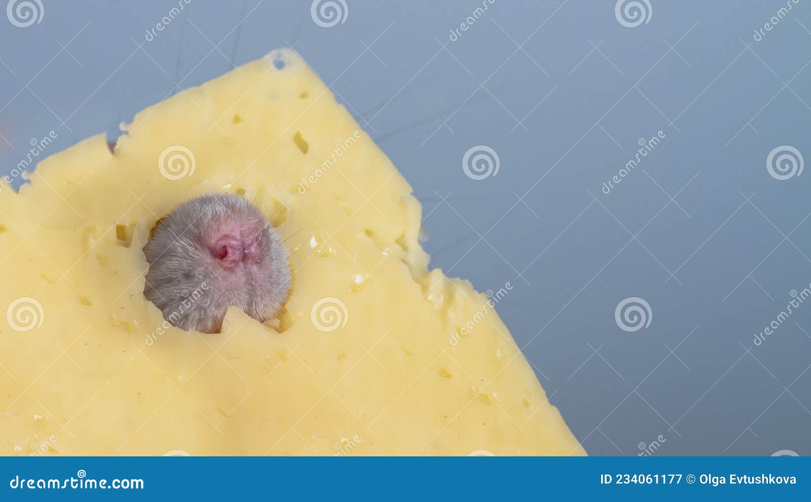 A Gray Rat Stuck Its Nose Out through a Hole in a Piece of Cheese Stock ...