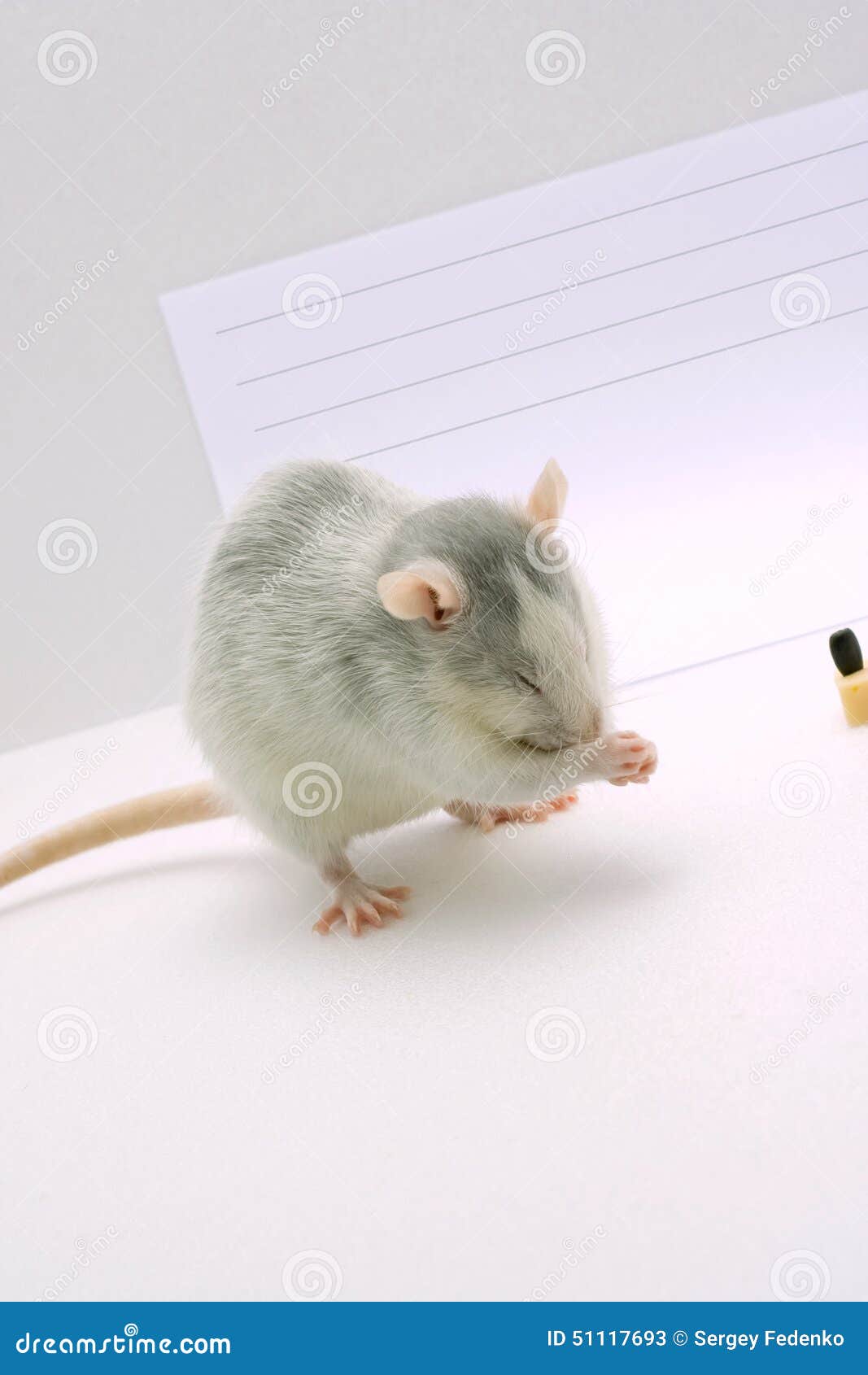 The gray rat stock image. Image of gray, domestic, vertebrate - 51117693