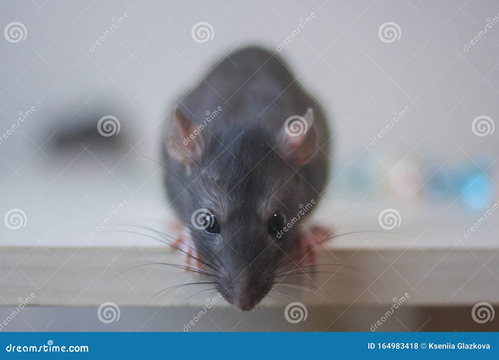 Gray Rat on a White Background. Muzzle and Nose Stock Photo - Image of ...