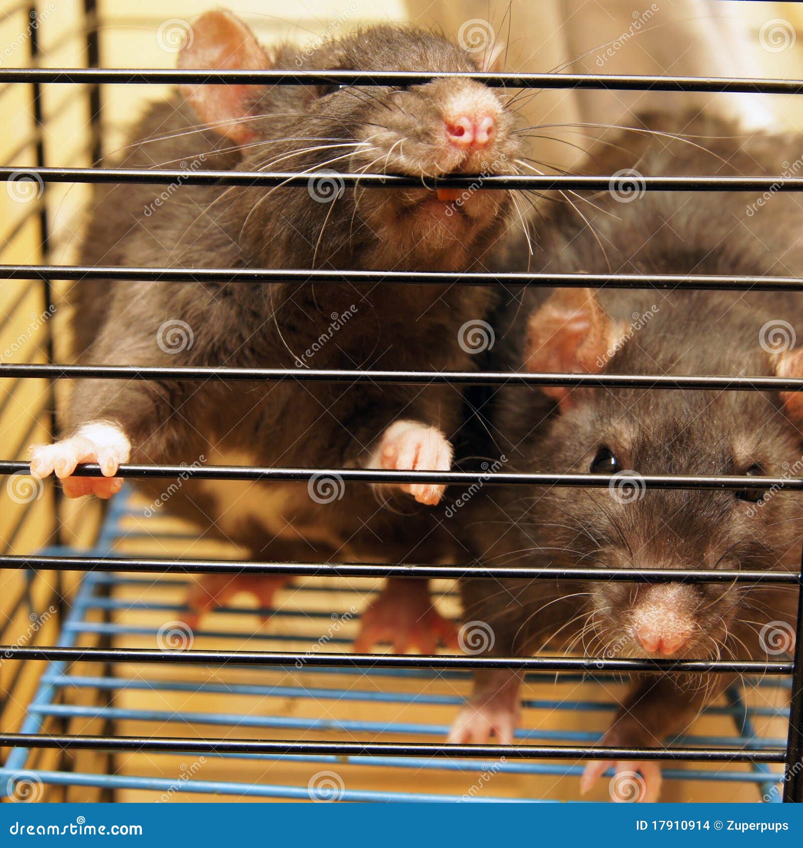 Gray rats stock photo. Image of emotion, freedom, hairy - 17910914