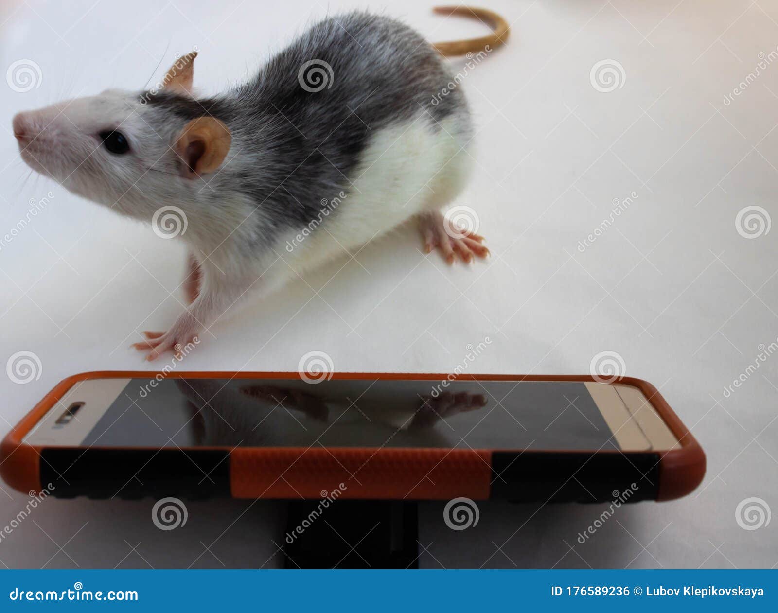 Gray Rats Sitting on a Mobile Phone Stock Photo - Image of gray, white ...