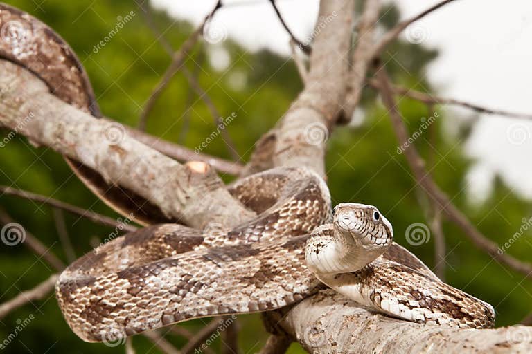 Gray Ratsnake stock photo. Image of common, growth, environmental ...