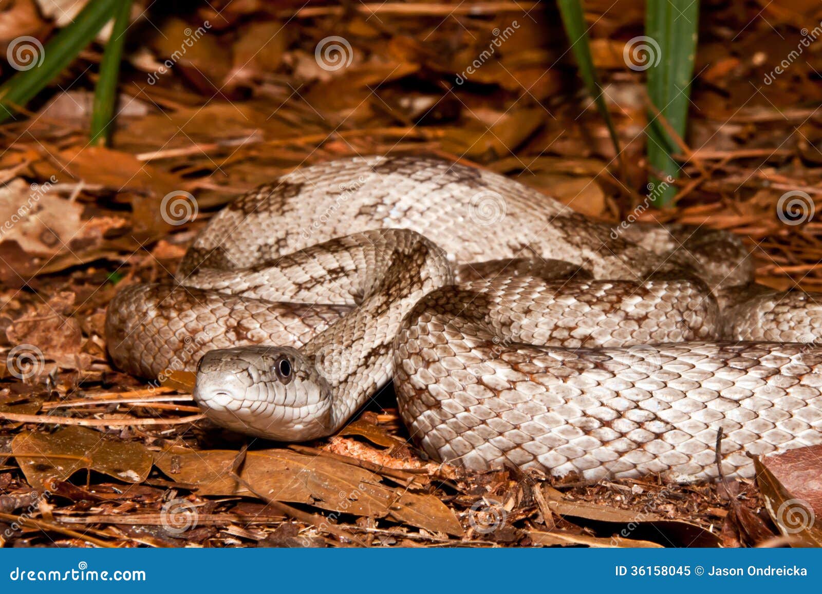 Gray Ratsnake stock image. Image of panhandle, herpetology - 36158045