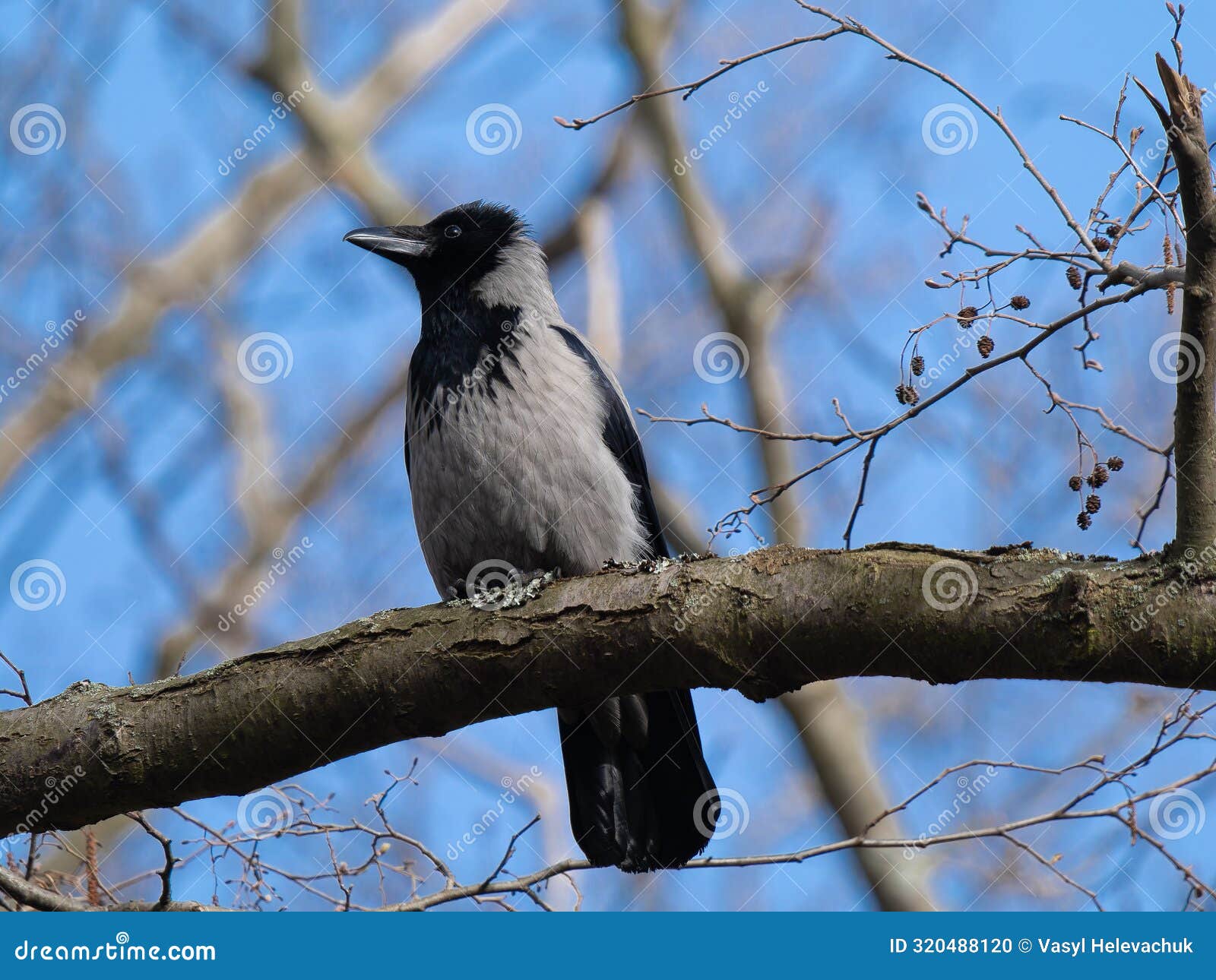 Gray Raven Sitting on Tree Branch Stock Photo - Image of nature, wing ...