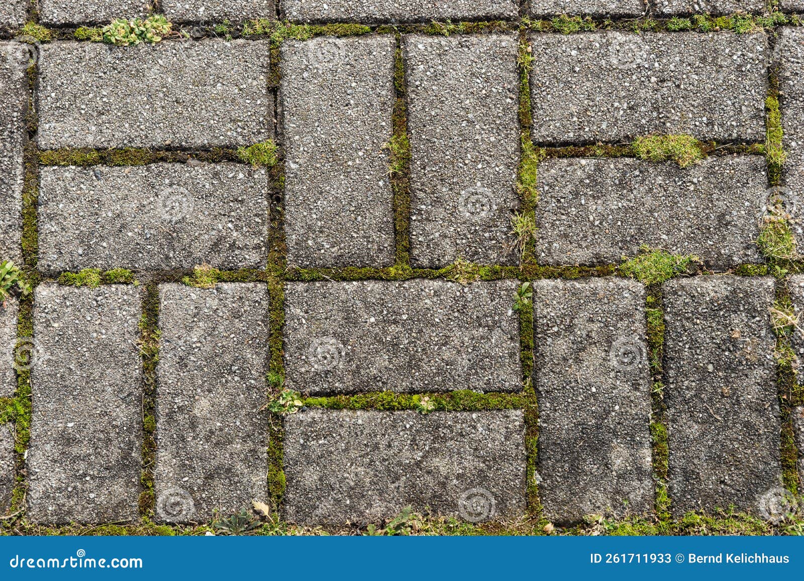 Rectangular Paving Stones with Moss Stock Image - Image of path ...