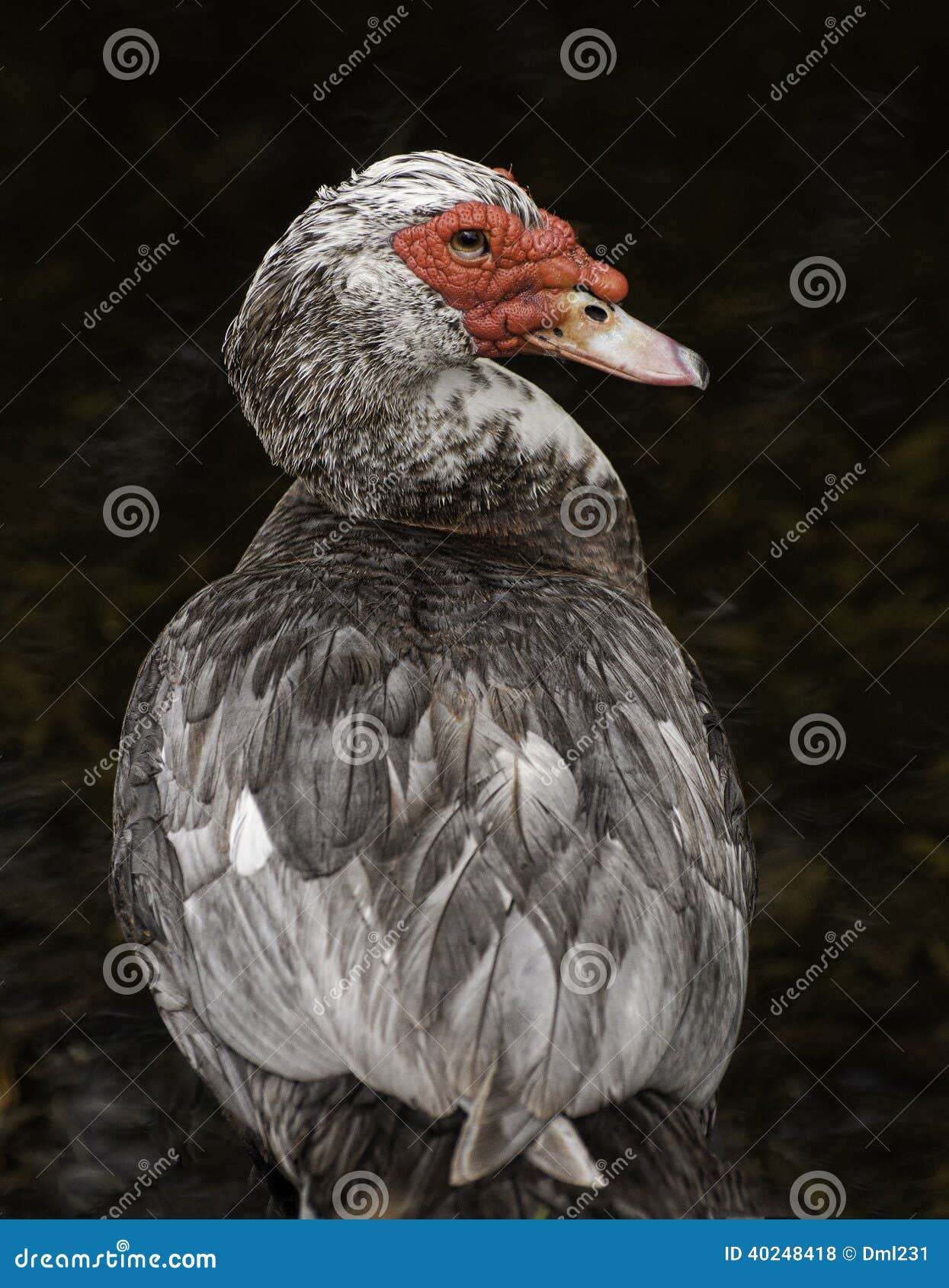 Gray and Red Muscovy Duck stock photo. Image of poultry - 40248418