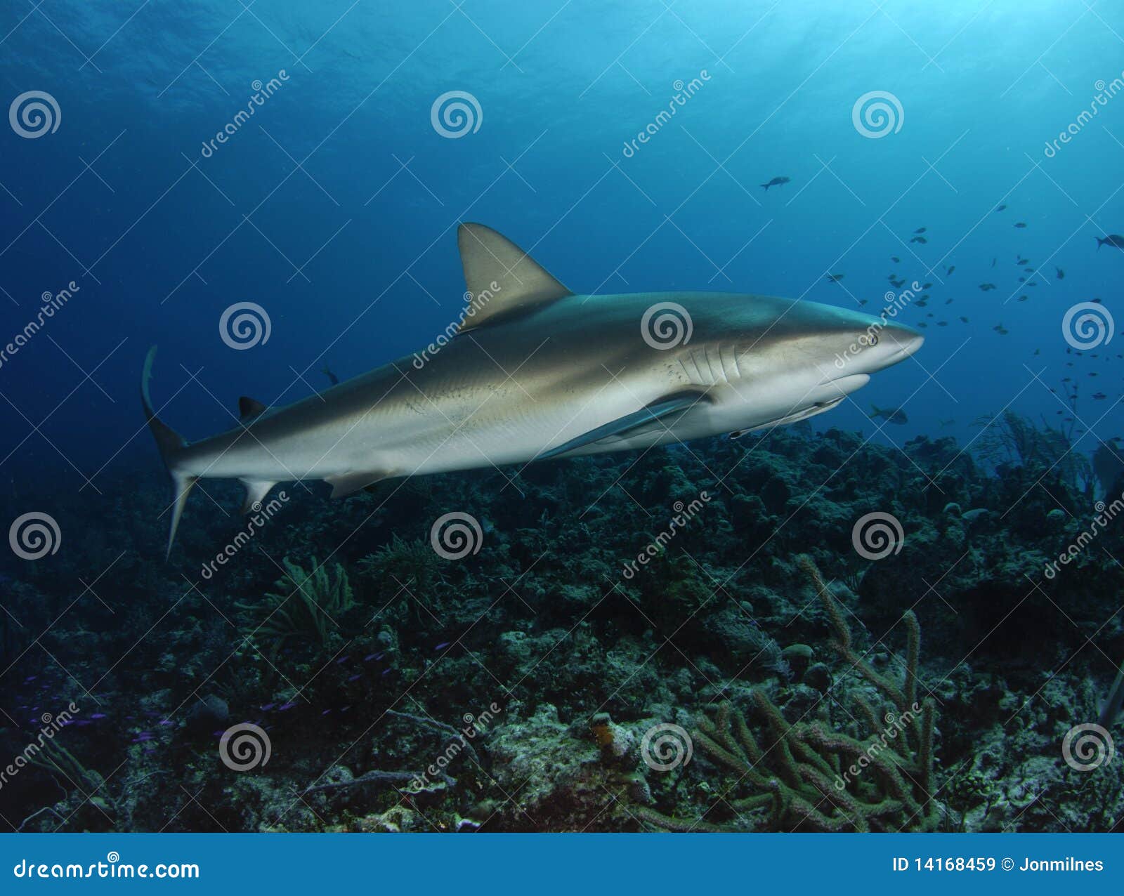 Gray reef shark stock image. Image of dive, fishing, activity - 14168459
