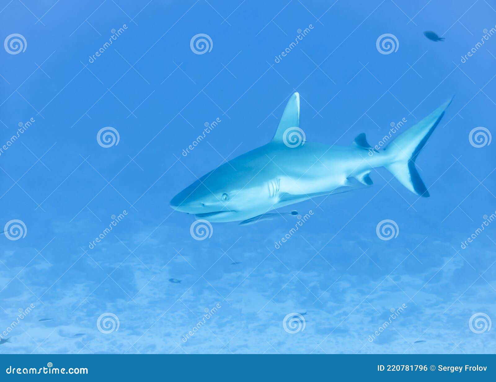 Gray Reef Shark at the Bottom of the Indian Ocean Stock Photo - Image ...
