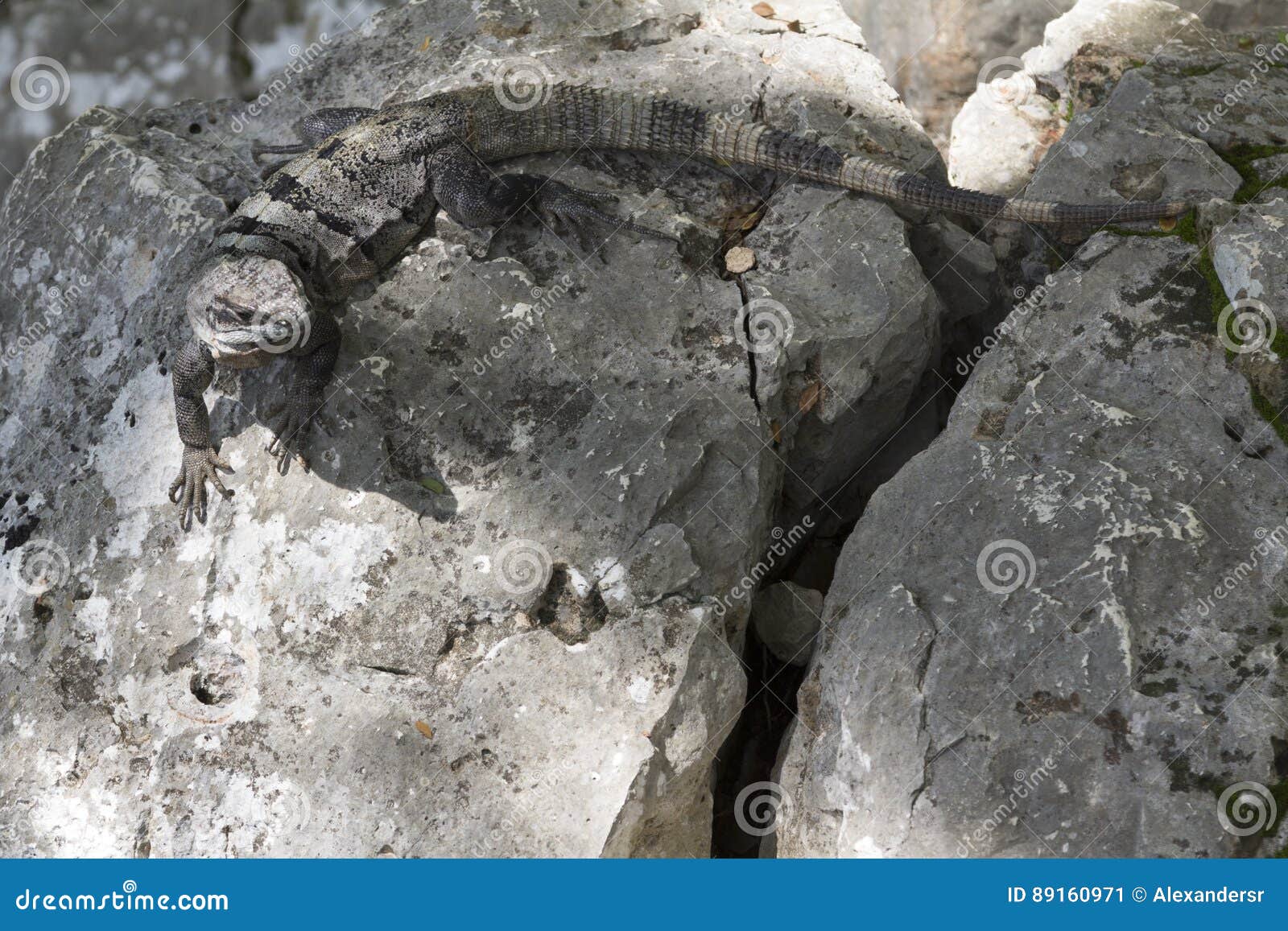 Gray Reptile or Lizard on Rocks with Large Tail Stock Image - Image of ...
