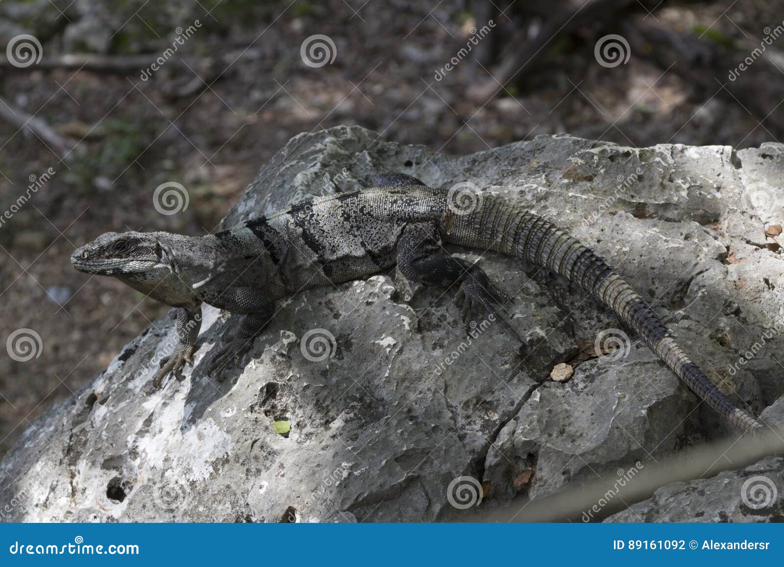 Gray Reptile or Lizard on Rocks with Large Tail Stock Photo - Image of ...