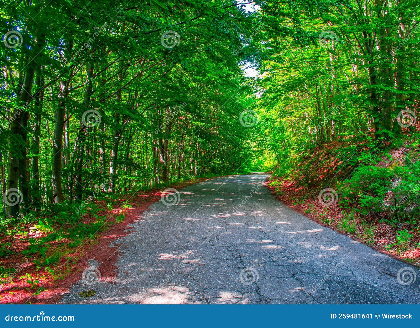 Gray Road through a Bright Green Lush Forest Stock Image - Image of ...