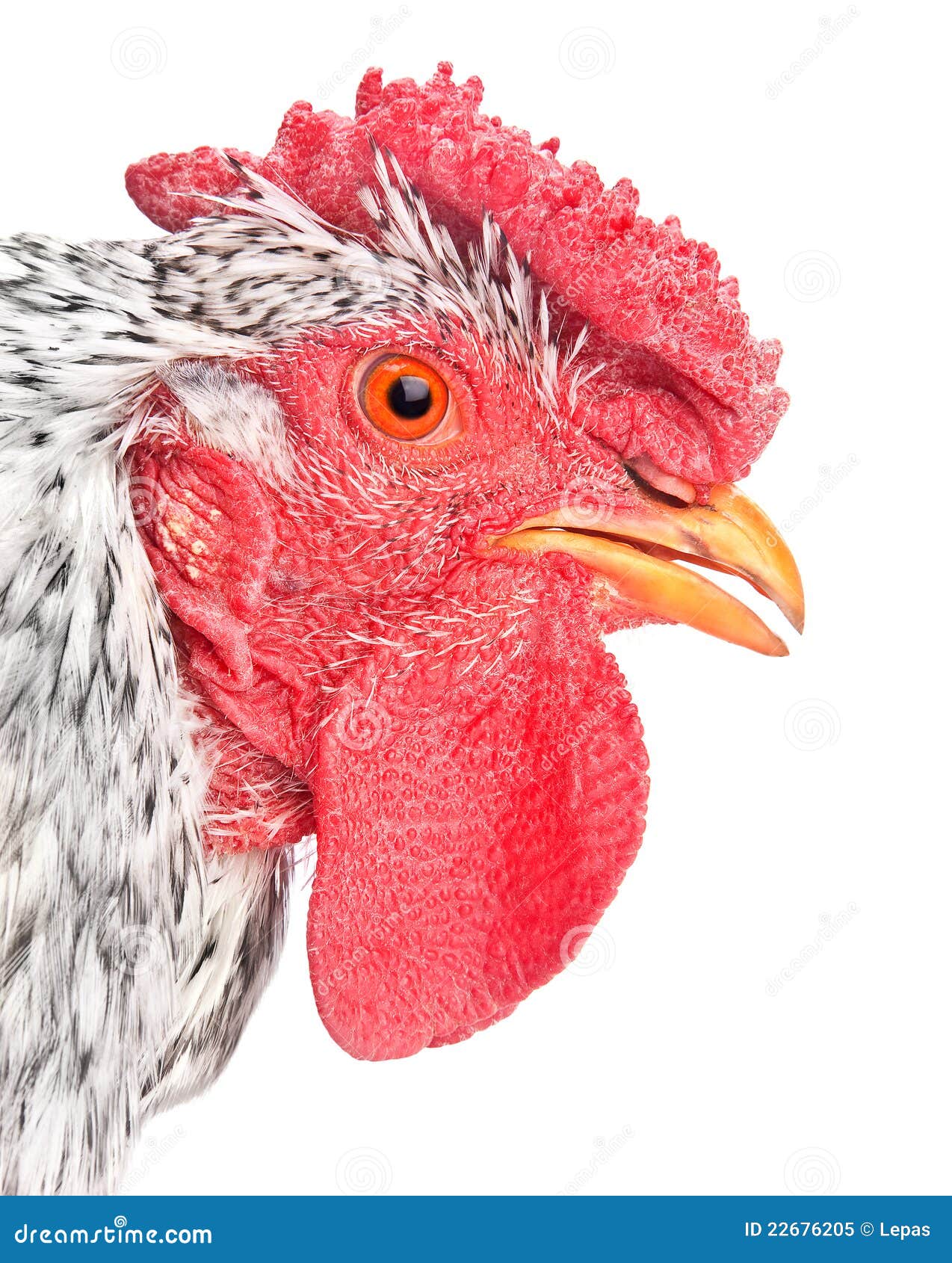 Gray rooster stock image. Image of studio, rooster, poultry - 22676205