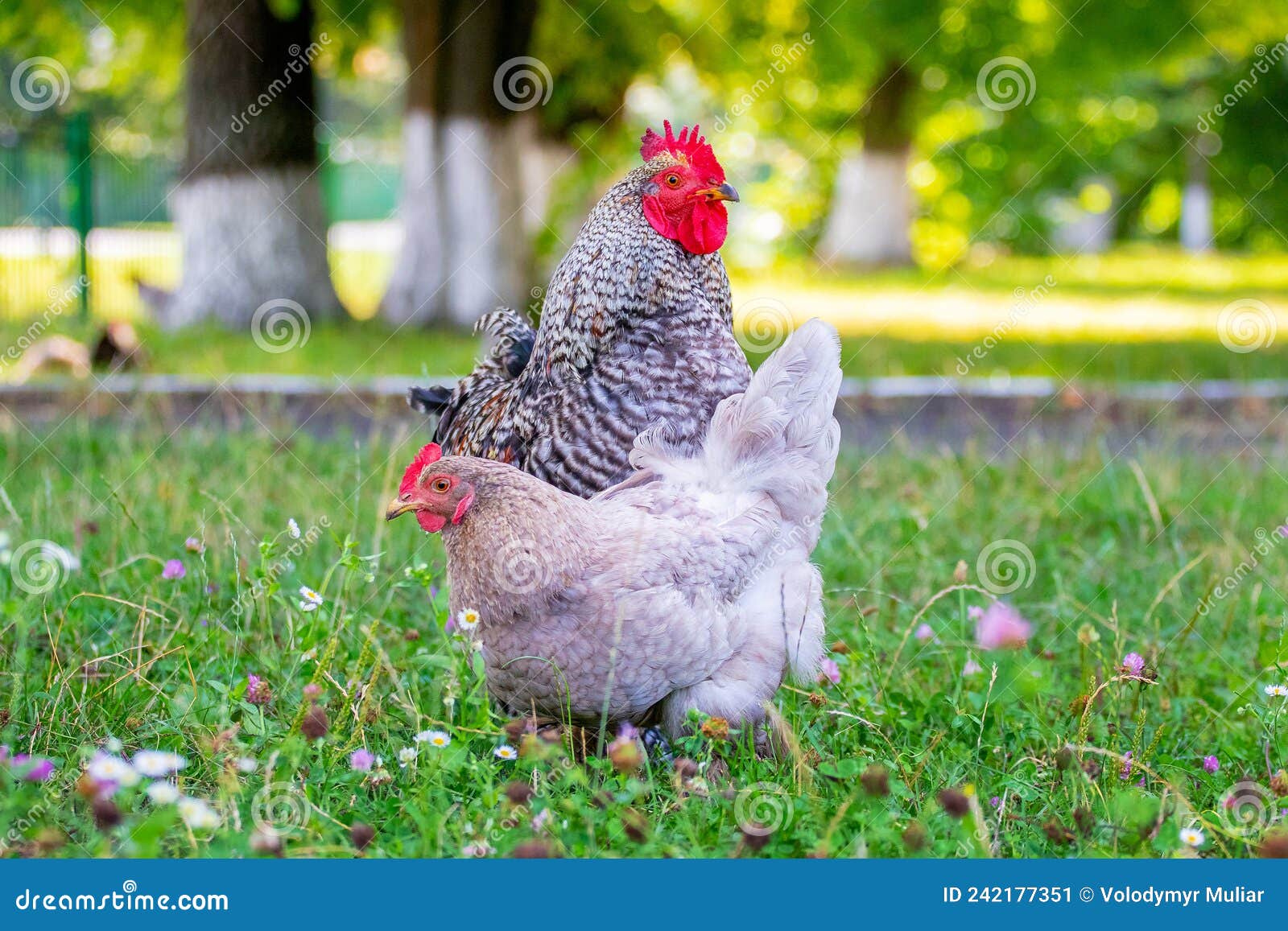 Gray Rooster and Chicken in the Garden Graze on the Grass Stock Image ...