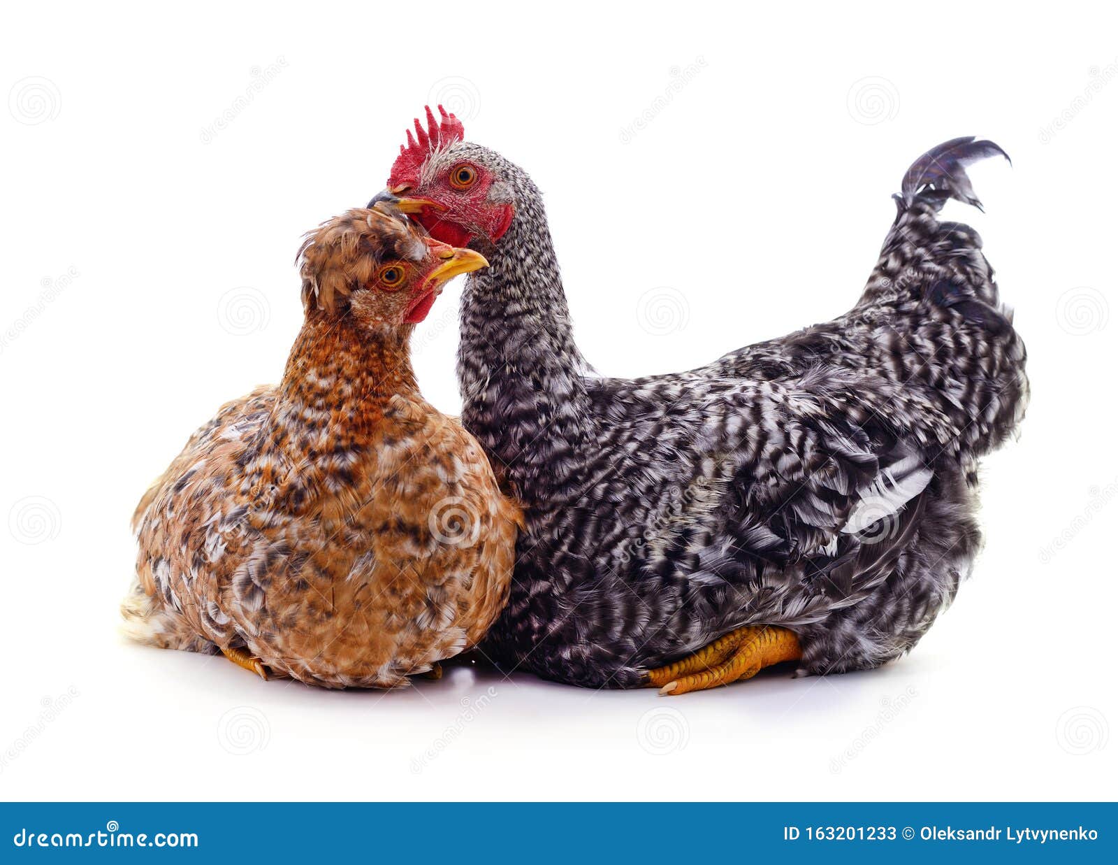 Gray Rooster Stock Photos - Download 1,034 Royalty Free Photos