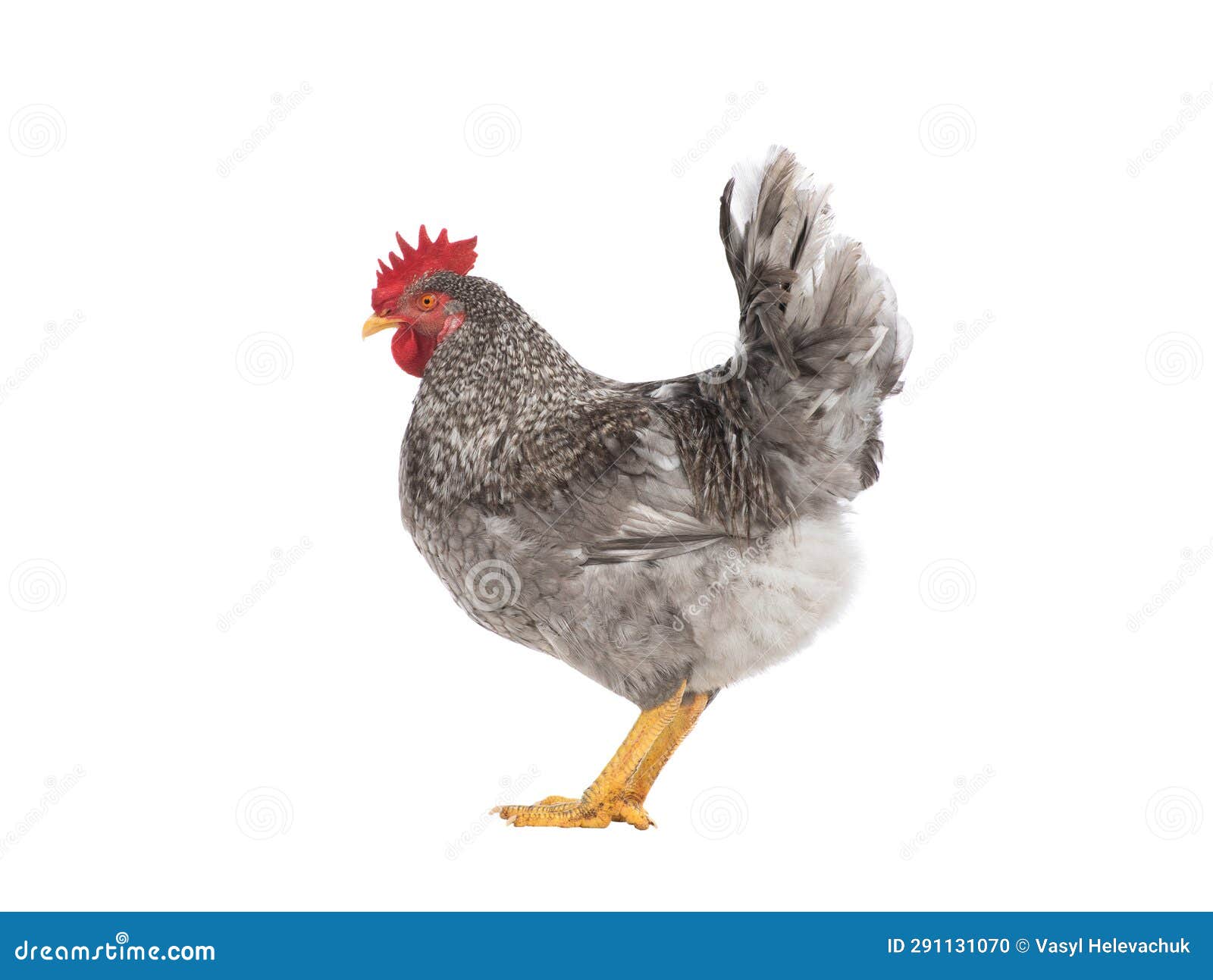 Gray Rooster Isolated on White Background Stock Photo - Image of ...