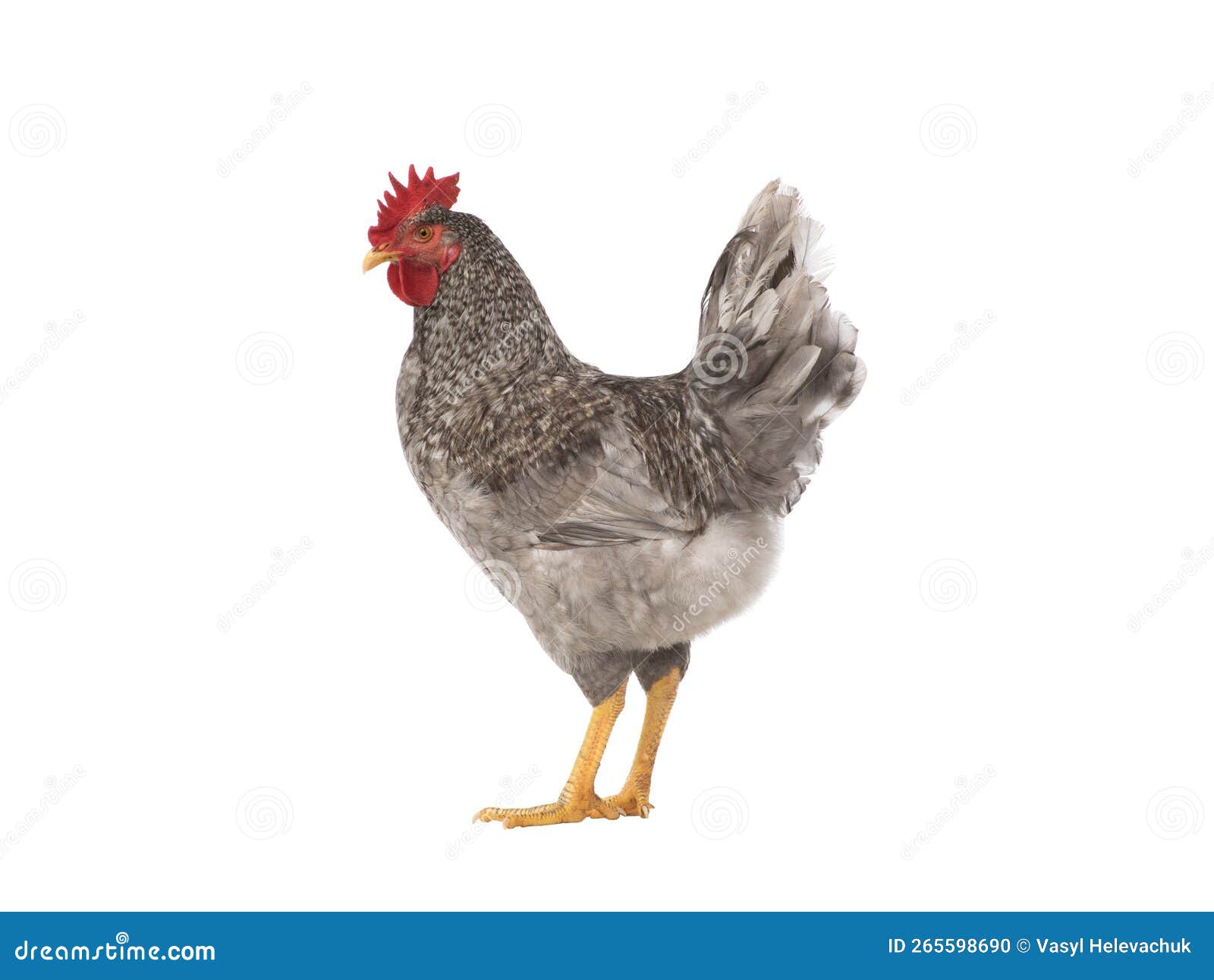 Gray Rooster Isolated on White Background Stock Photo - Image of animal ...