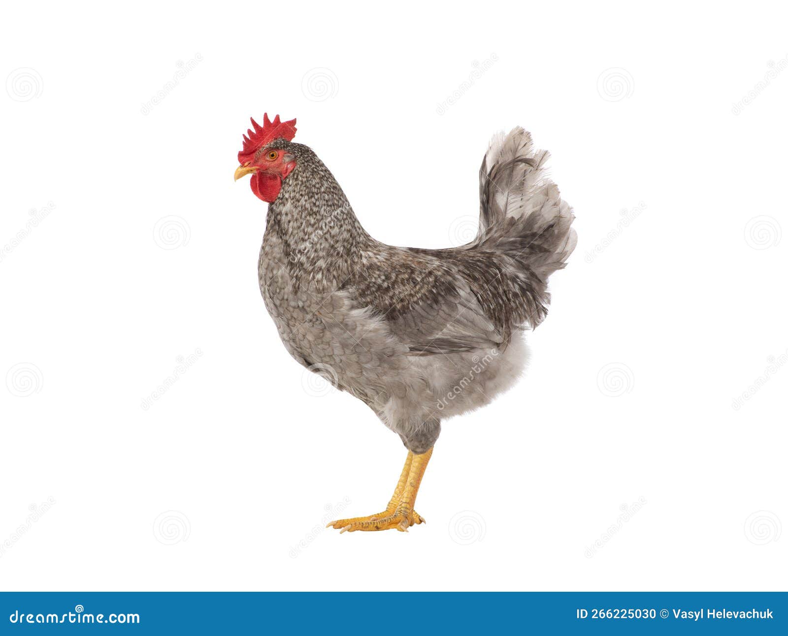 Gray Rooster Isolated on White Background Stock Photo - Image of ...