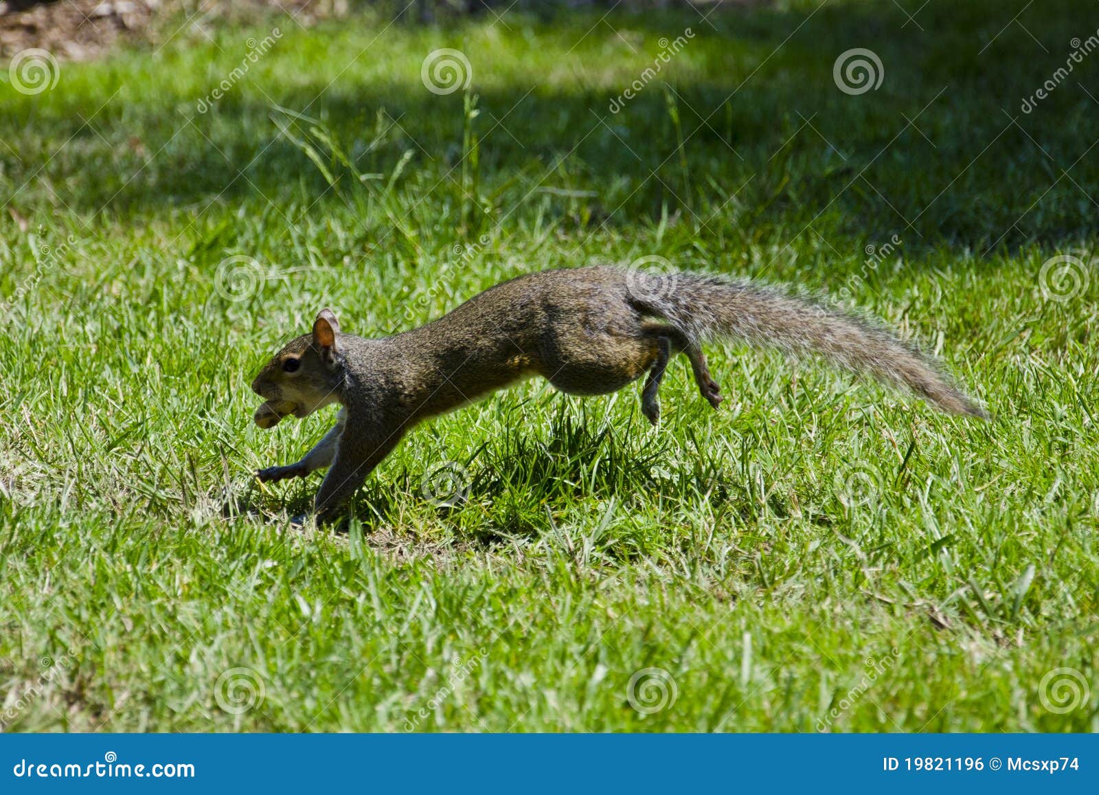 Gray running squirrel stock photo. Image of squirrel - 19821196