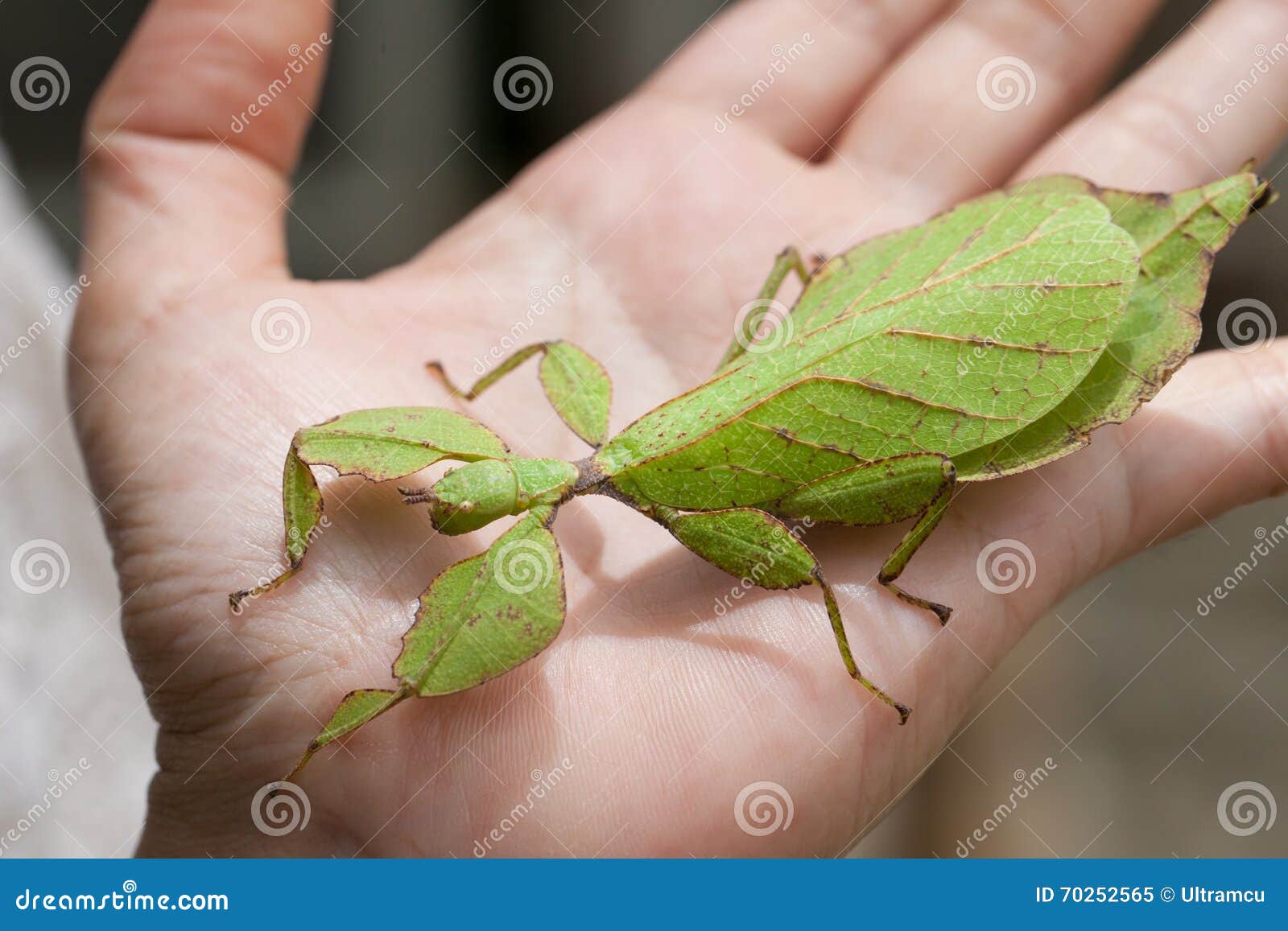 Gray s Leaf Insect on hand stock image. Image of life - 70252565