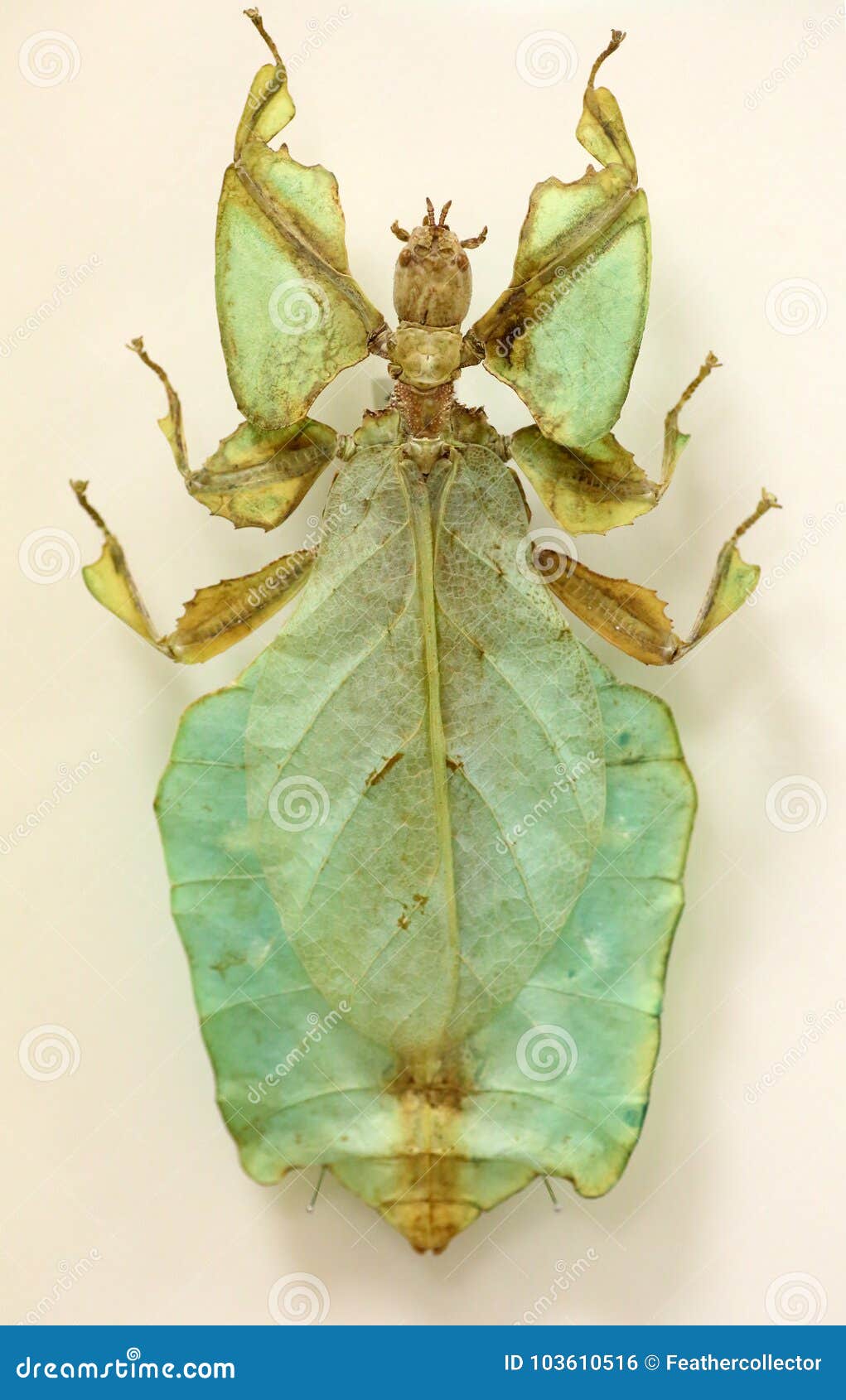 Gray`s leaf insect stock photo. Image of jungle, pulchrifolium - 103610516