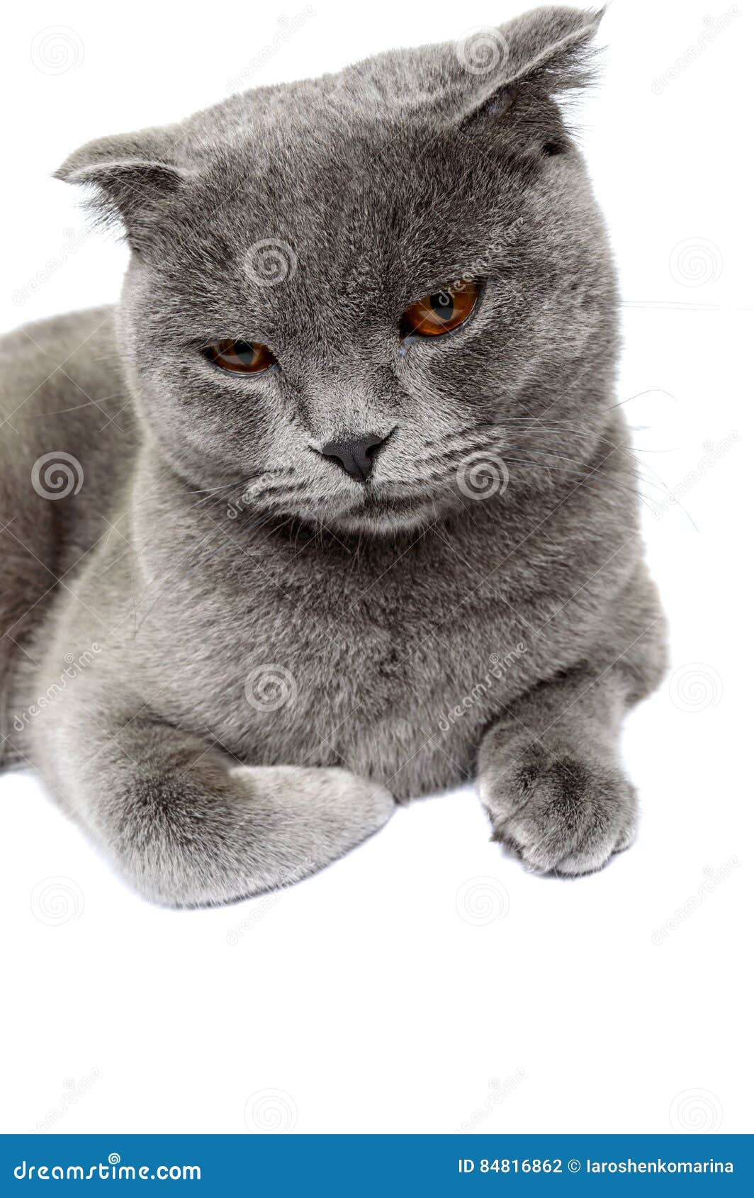 Gray Sad Cat Breed Scottish Fold Lies. Isolation Object on a White ...