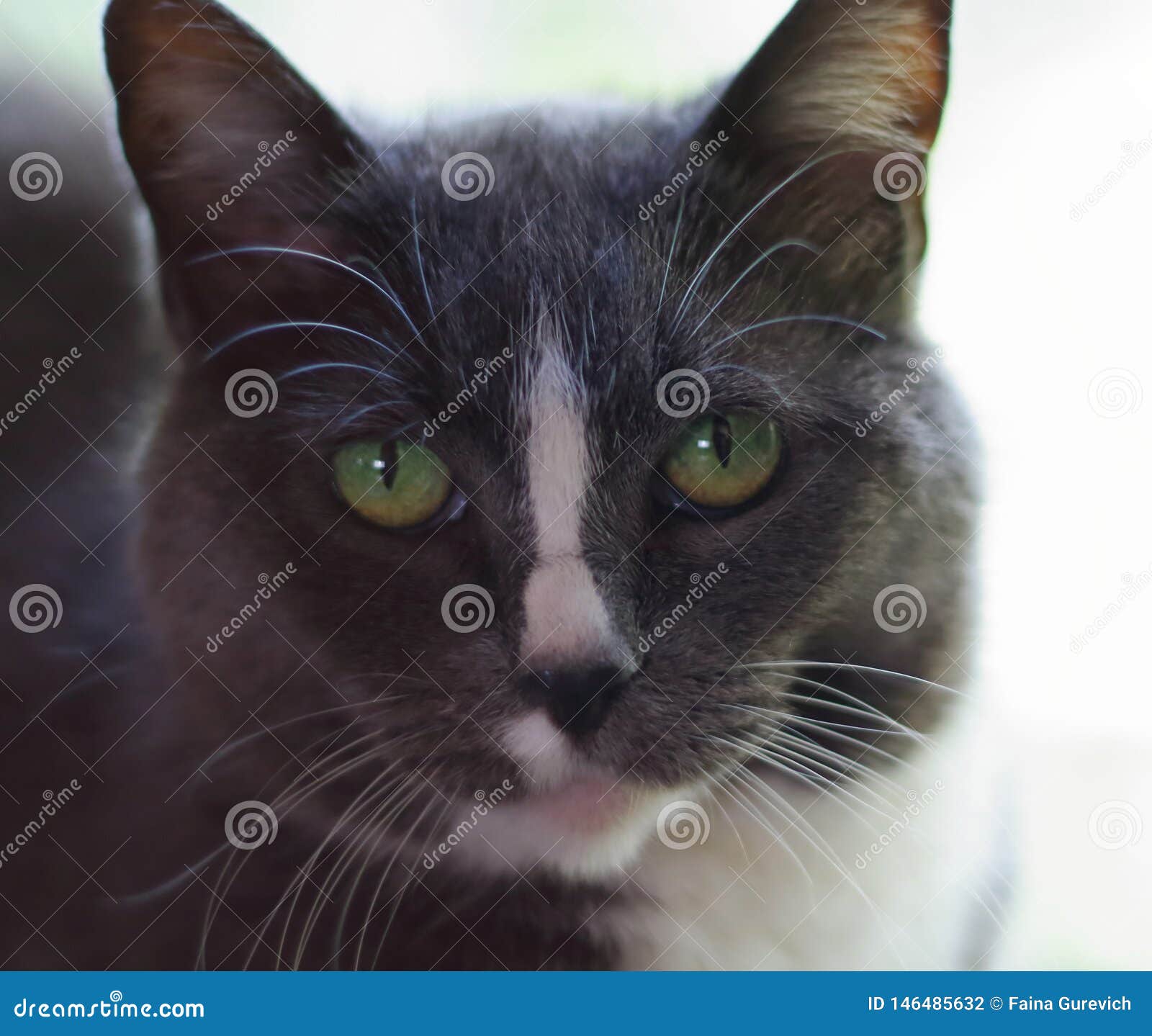 Gray sad cat stock photo. Image of brown, breed, camera - 146485632